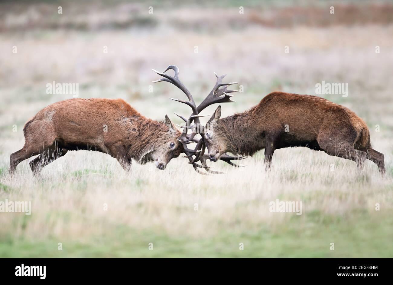 Stag battle hi-res stock photography and images - Alamy