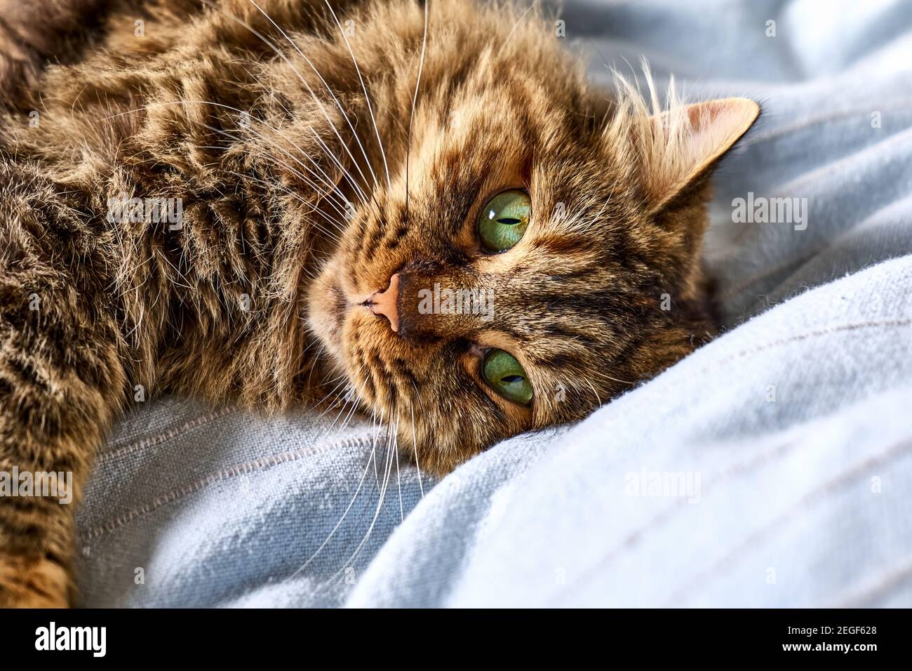 Beautiful striped ginger cat with long hair, green eyes and long ...