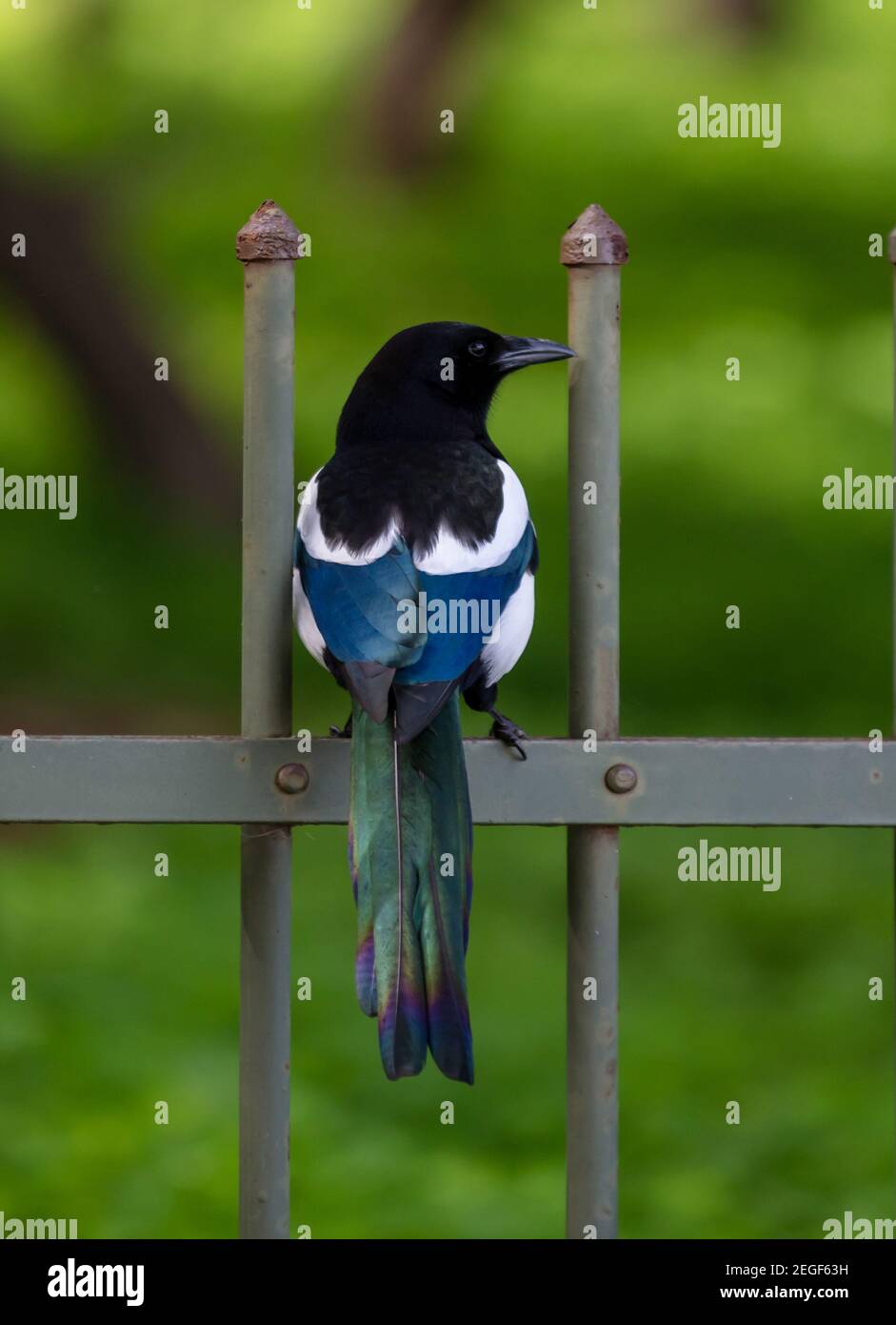 Μagpie wild bird, pica-pica, europian, common, eurasian magpie ...