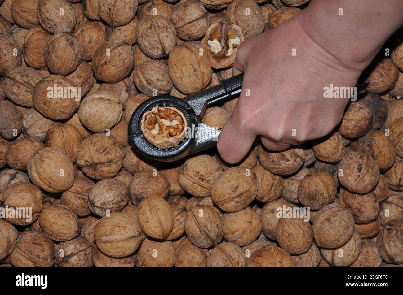 tool for cutting walnuts in hands on a background of nuts Stock Photo ...