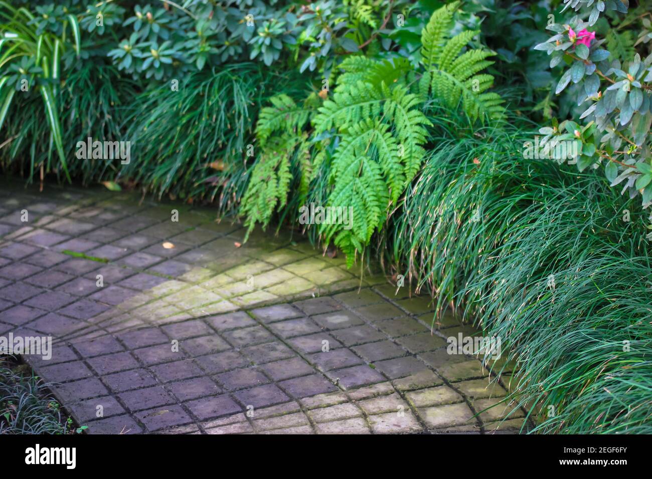A path in a botanical garden with tropical plants and fern leaves ...