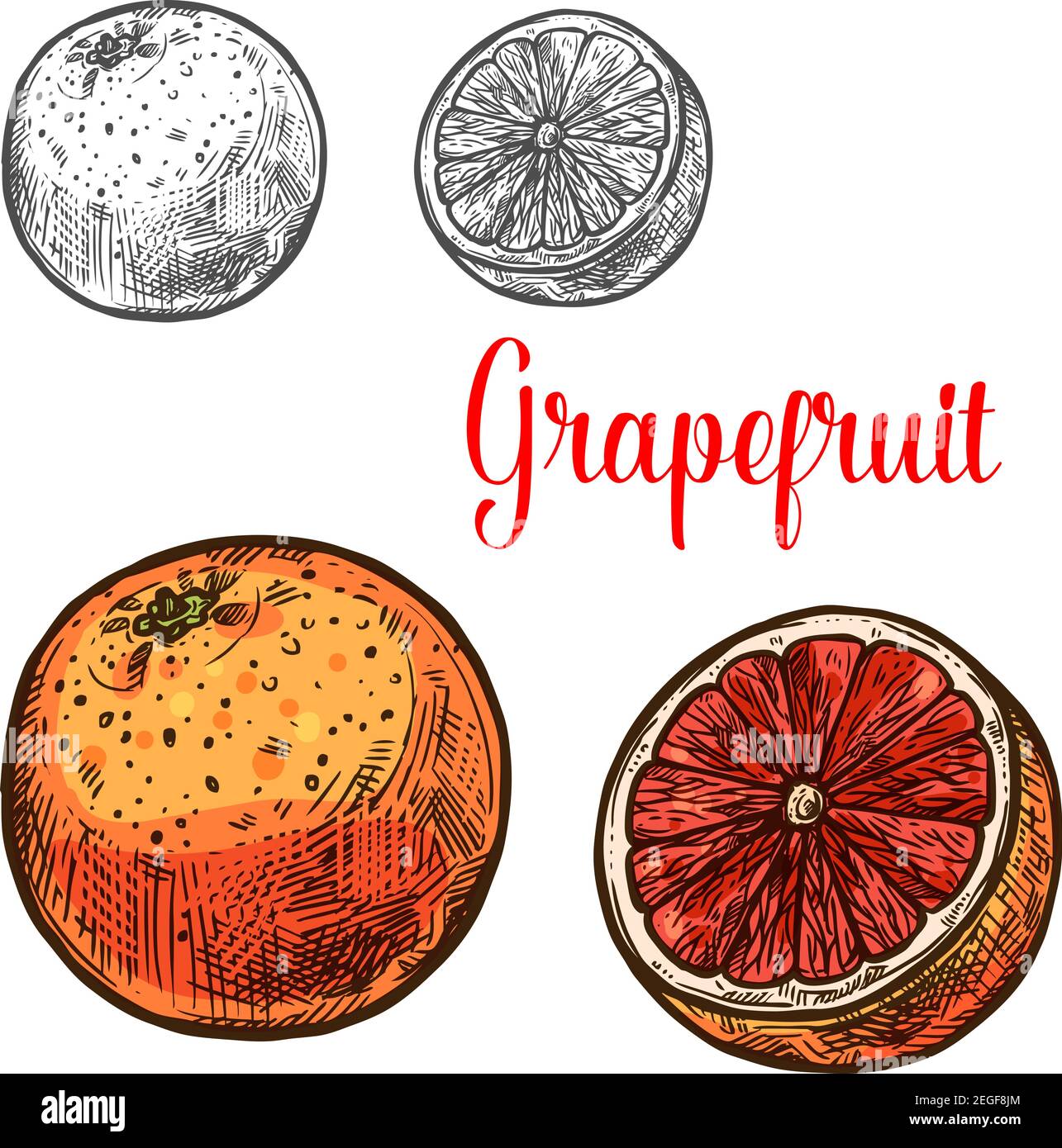 Grapefruit sketch with whole fruit and juicy slice of tropical citrus ...