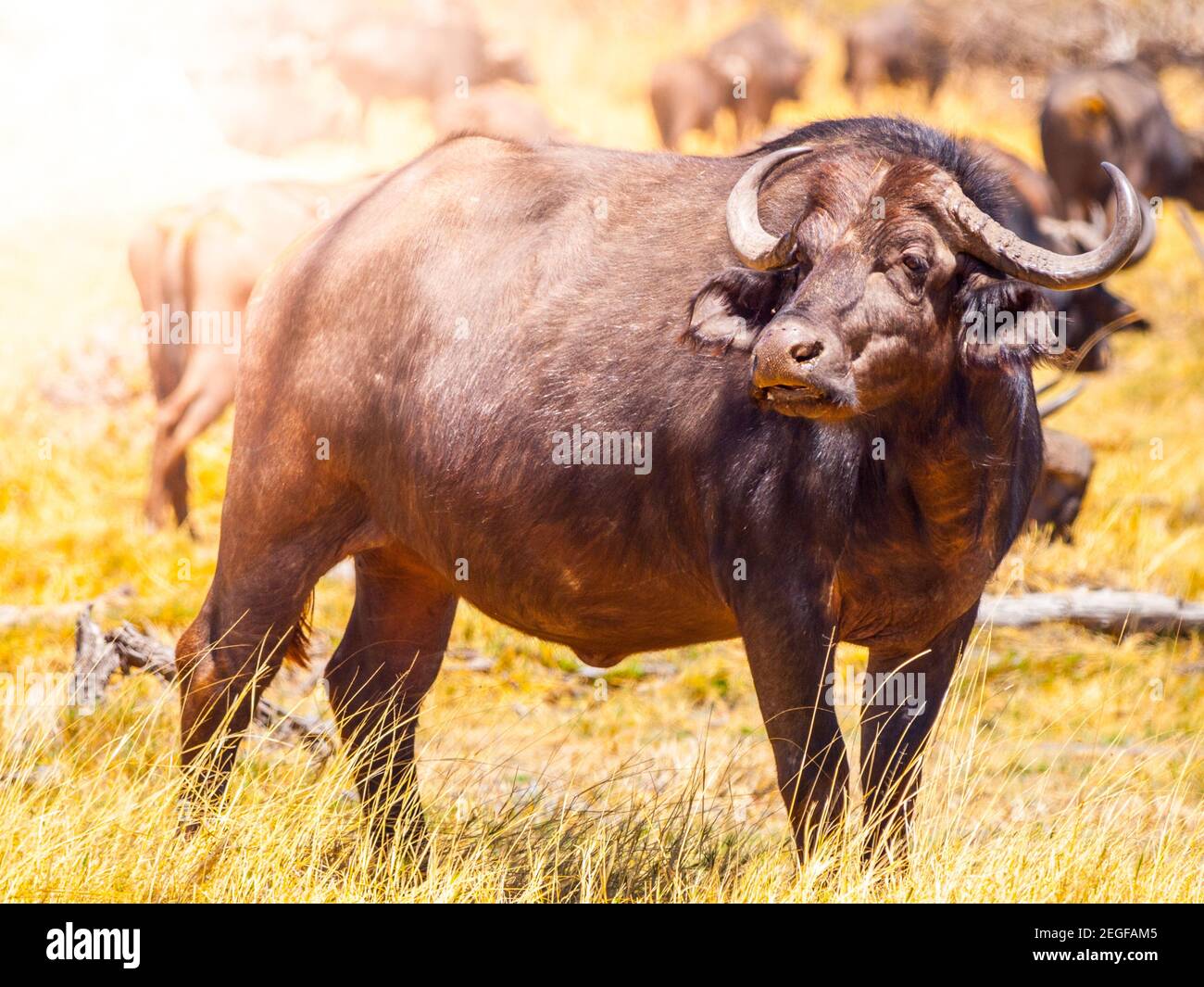 African buffalo in savanna Stock Photo - Alamy