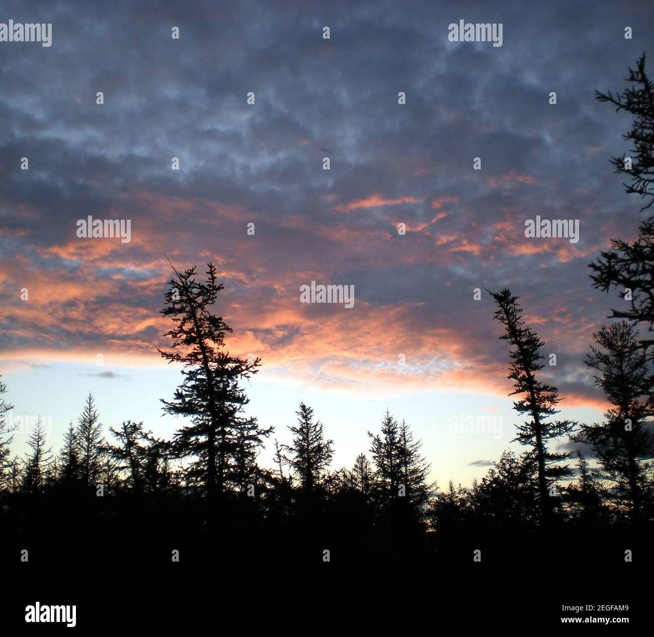 Blue sky with clouds over the taiga. The nature of the Russian north ...