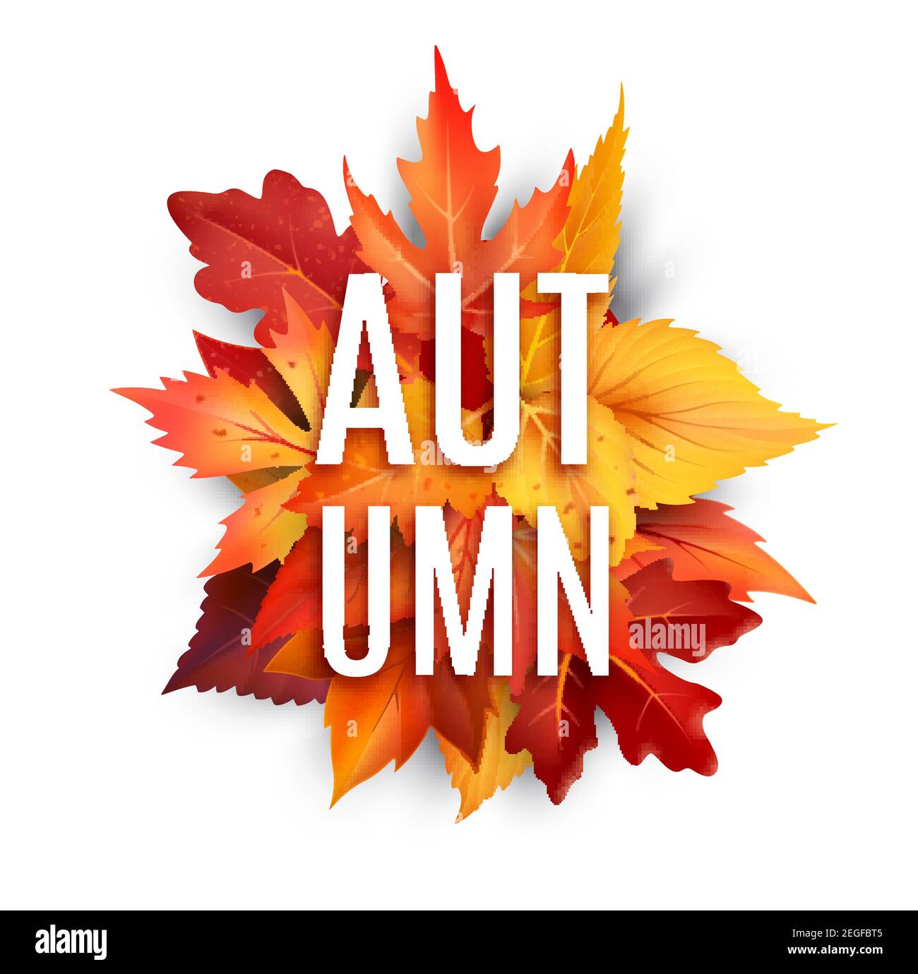 Ash beech Stock Vector Images - Alamy