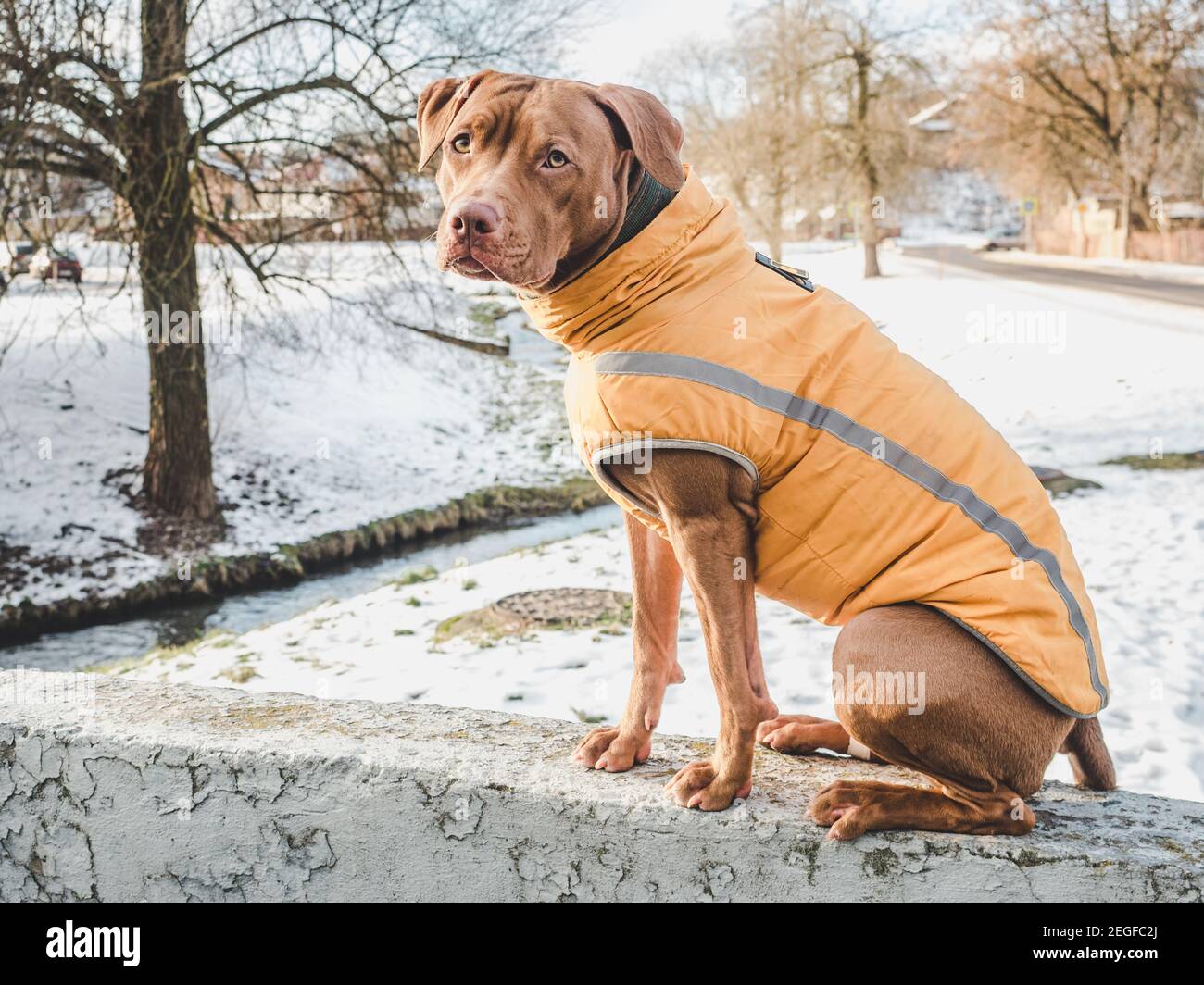 Lovable, pretty puppy of chocolate color. Close-up, outdoor. Day light ...