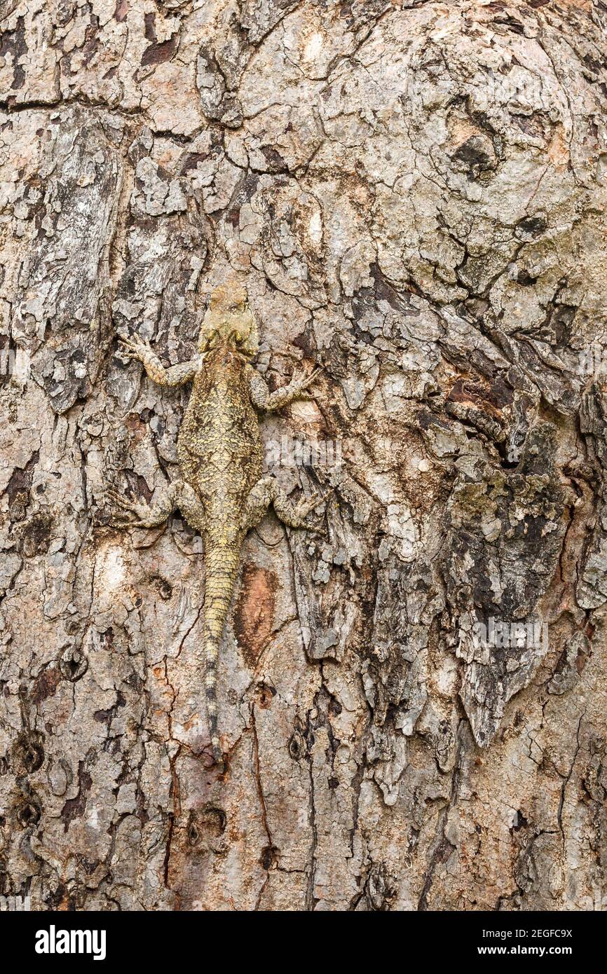Southern Tree Agama, Acanthocercus atricollis, female, camouflaged ...