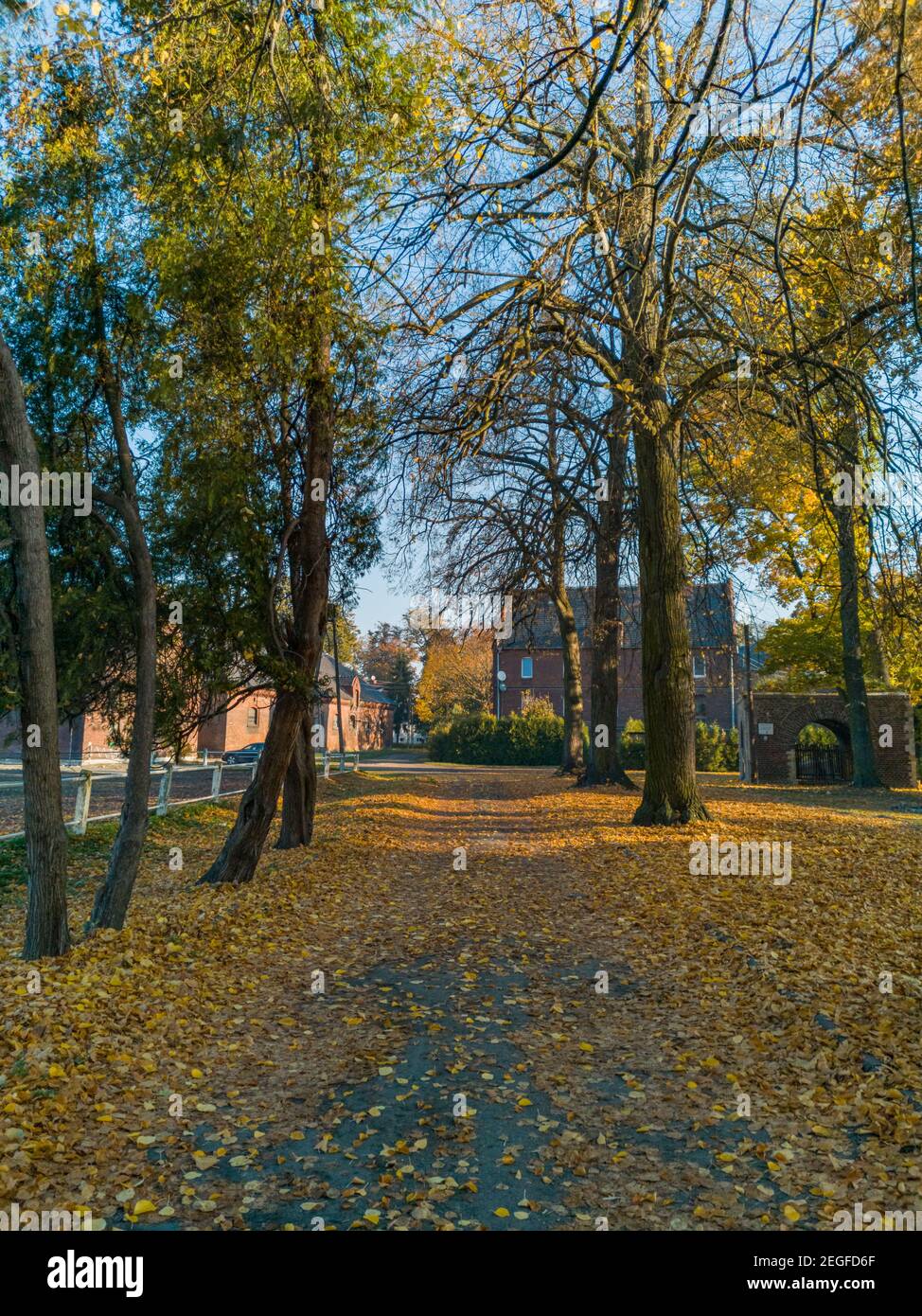 Long path between autumn trees full of fall leaves Stock Photo - Alamy