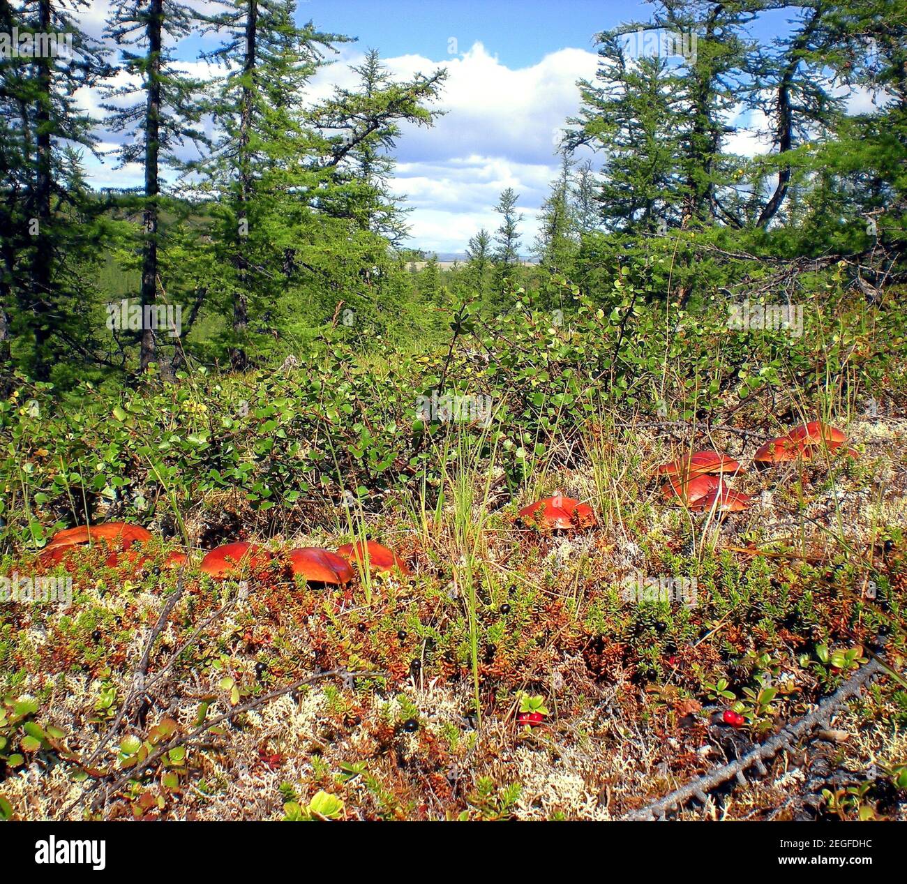 Mushrooms taiga hi-res stock photography and images - Alamy