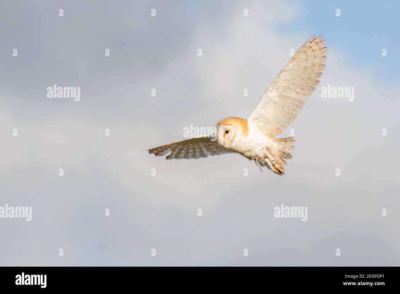 Injured barn owl hi-res stock photography and images - Alamy