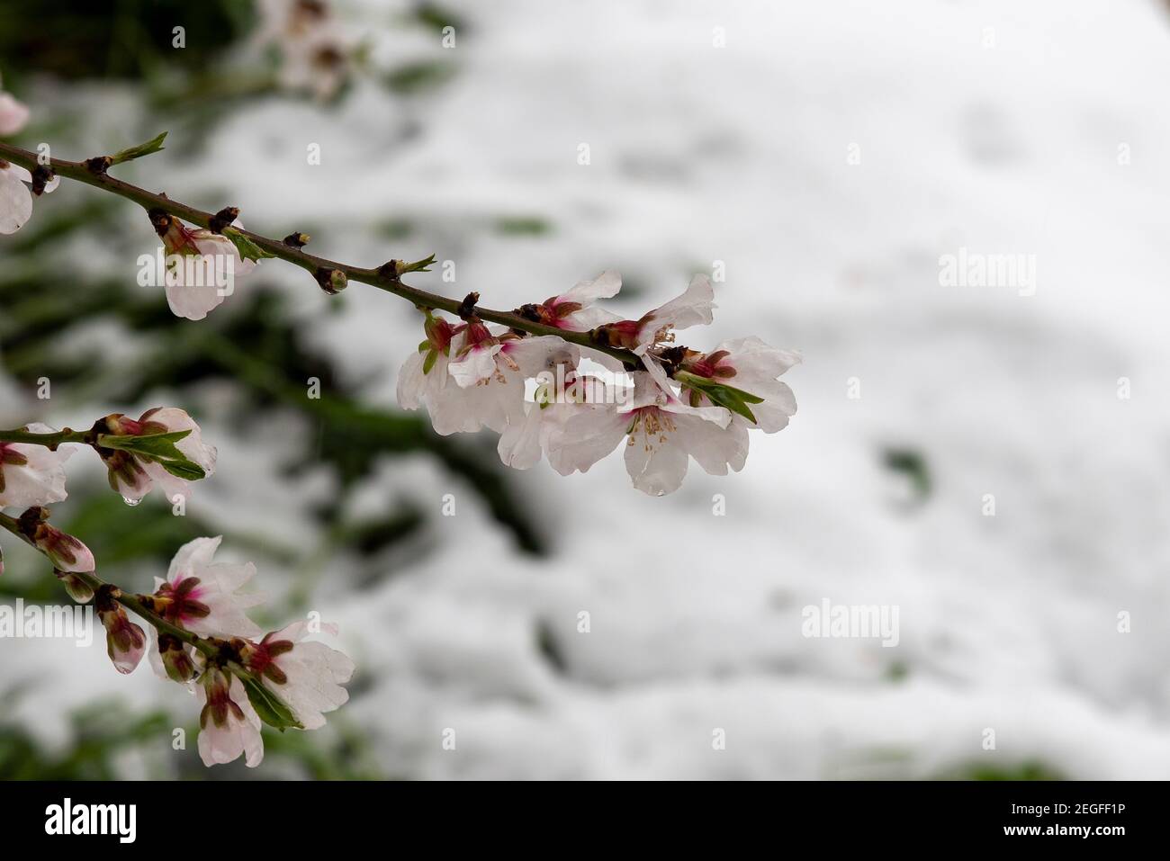 almond tree flowers with old building as a background, snow in ...