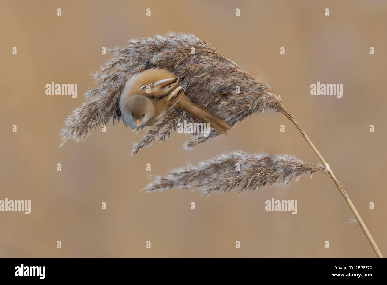 Bearded reedling (Panurus biarmicus) (male) eating the seeds of a reed ...