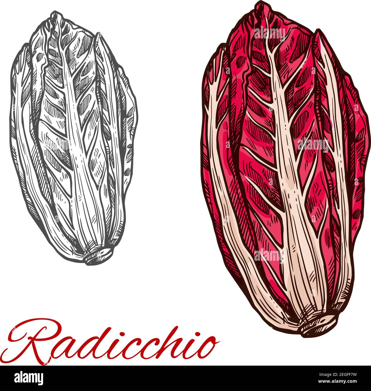 Radiccio salad Stock Vector Images - Alamy