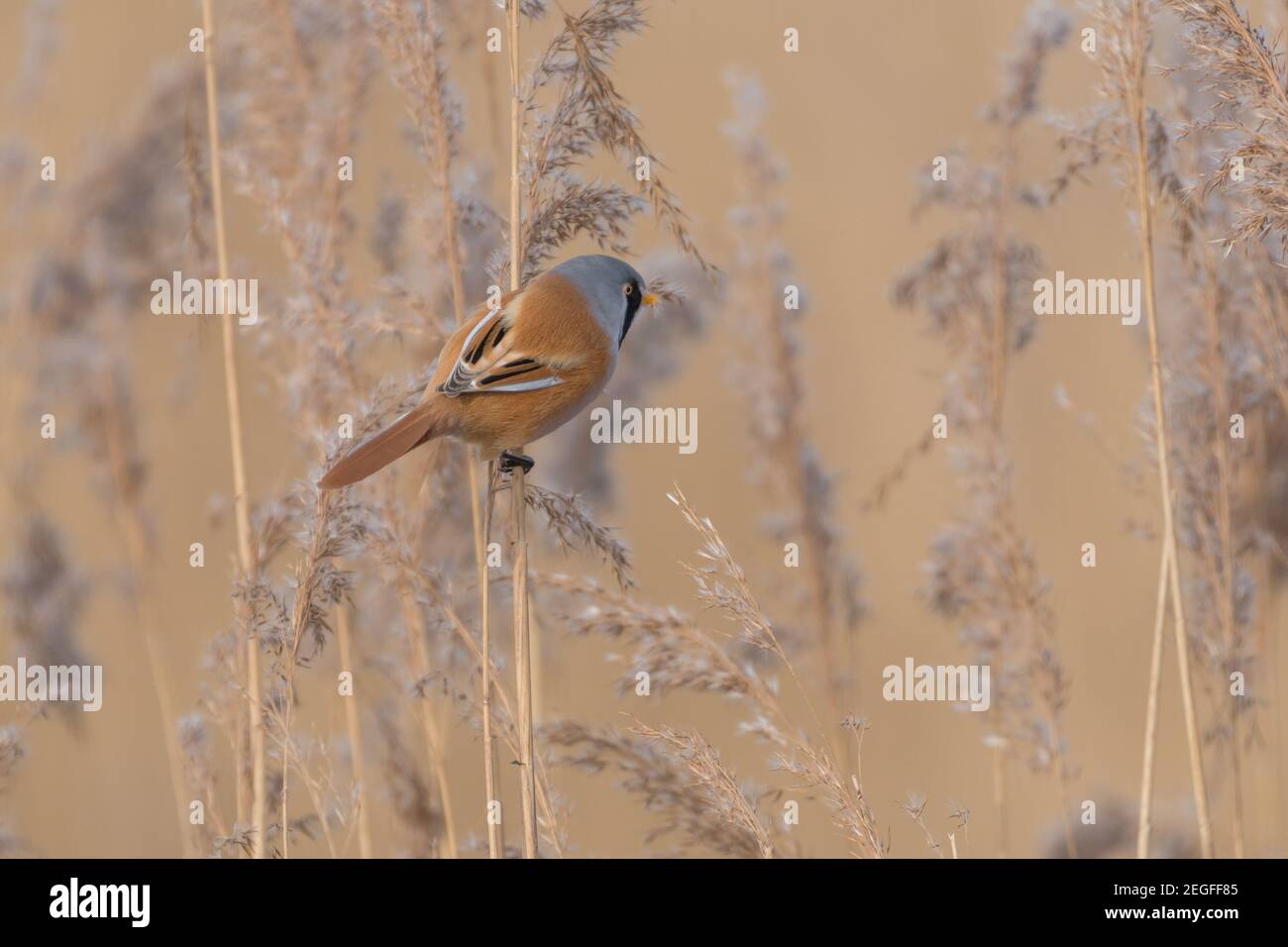 Bearded reedling (Panurus biarmicus) (male) eating the seeds of a reed ...