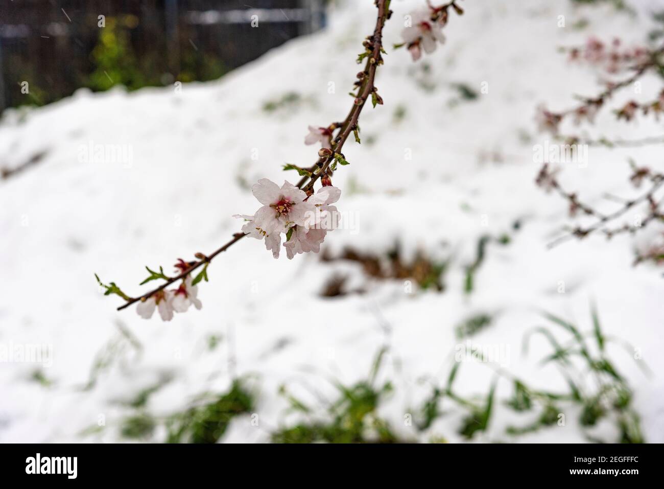 almond tree flowers with old building as a background, snow in ...