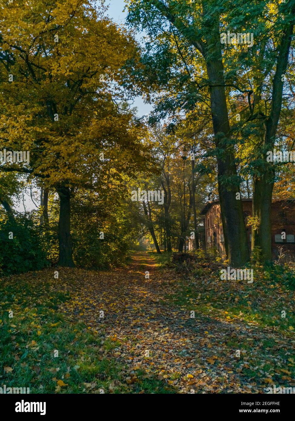 Long path between autumn trees full of fall leaves Stock Photo - Alamy