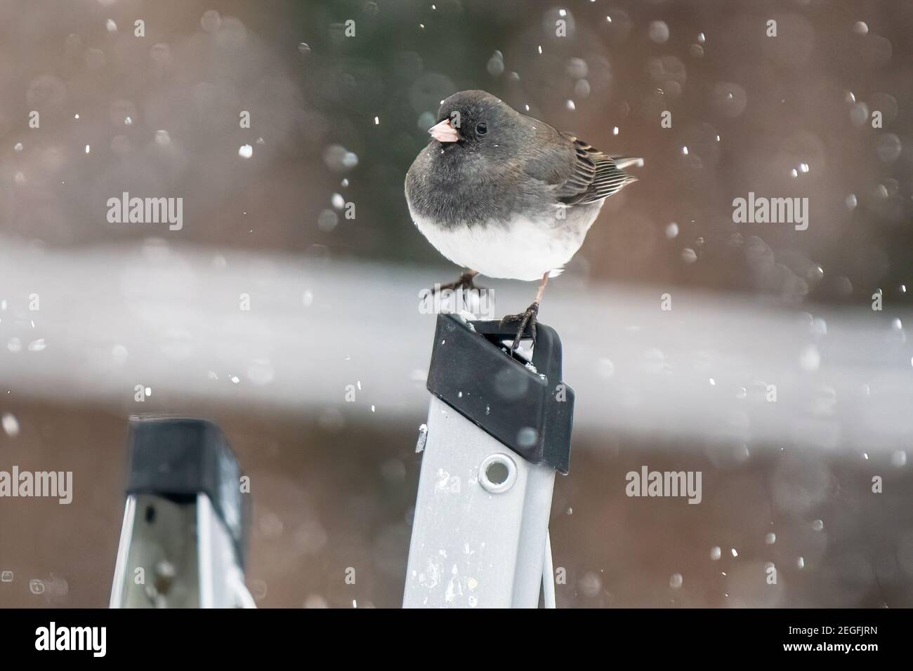 Dark eyed junco snow hi-res stock photography and images - Alamy