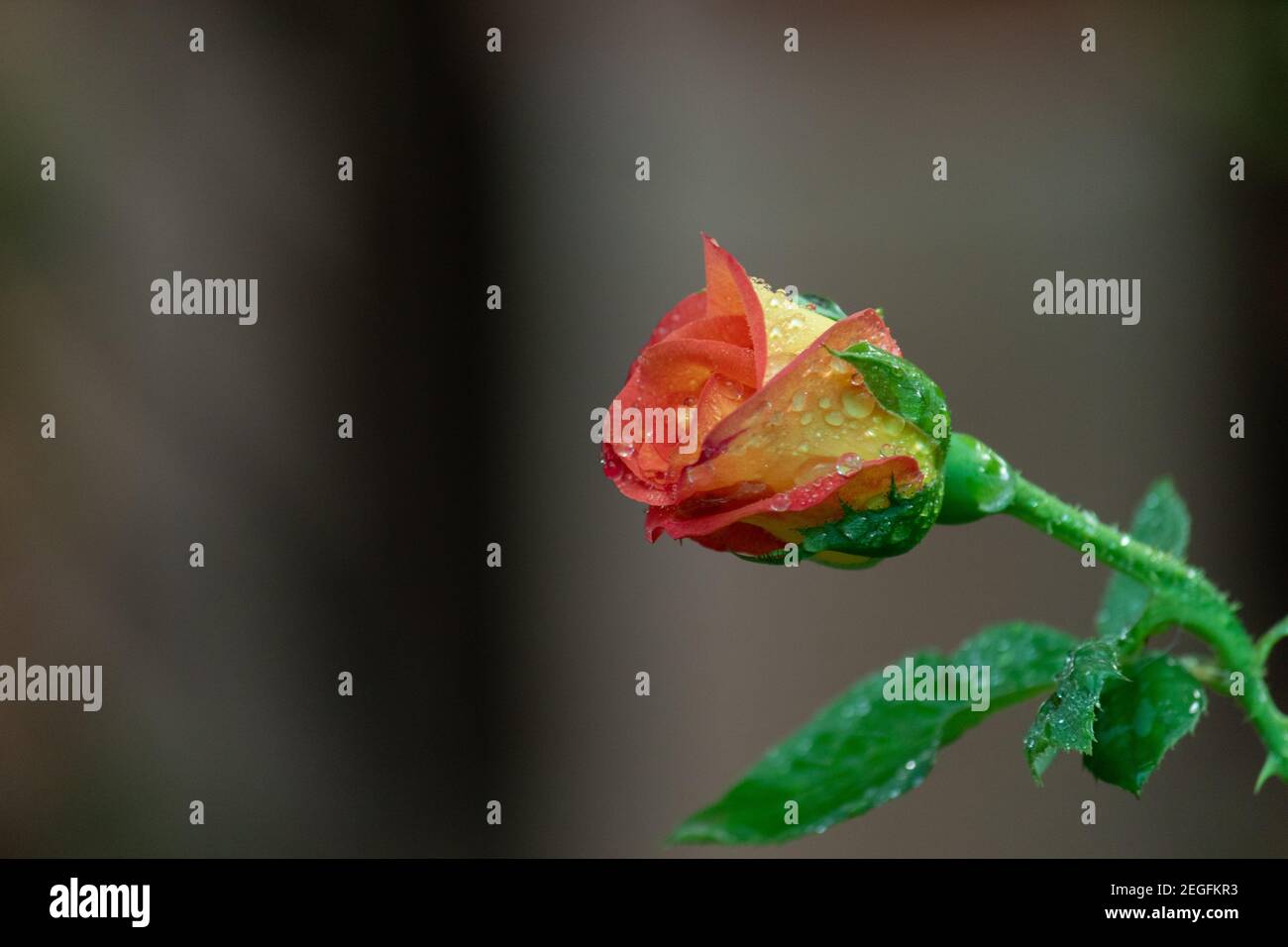 Selective focus shot of a red rose with raindrops Stock Photo - Alamy