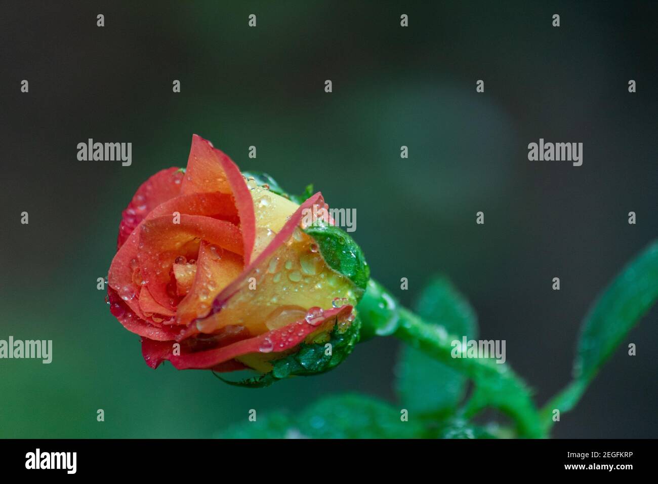 Selective focus shot of a red rose with raindrops Stock Photo - Alamy