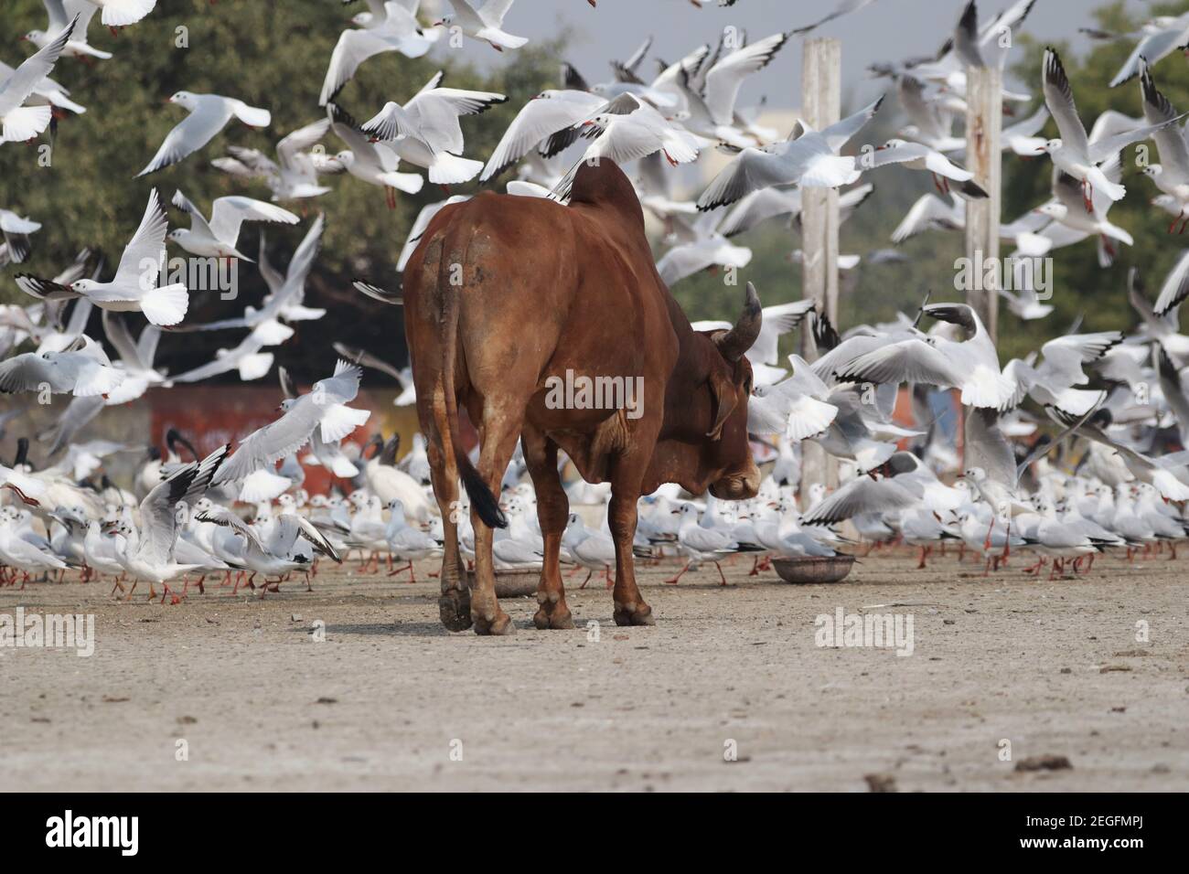Group seagull birds walking hi-res stock photography and images - Alamy