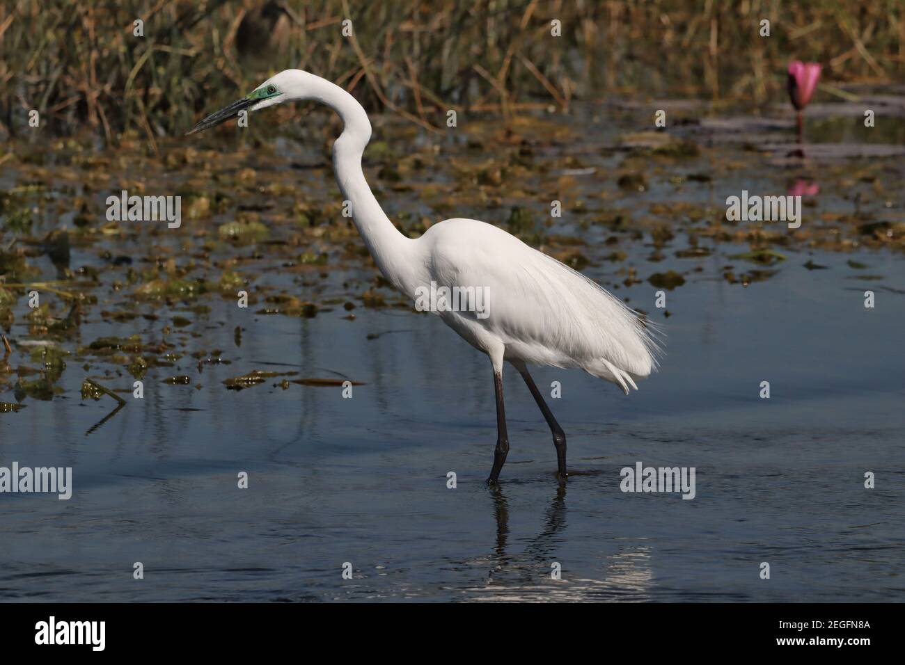 Closeup of an Eastern great egret standing in a pond in a field under ...