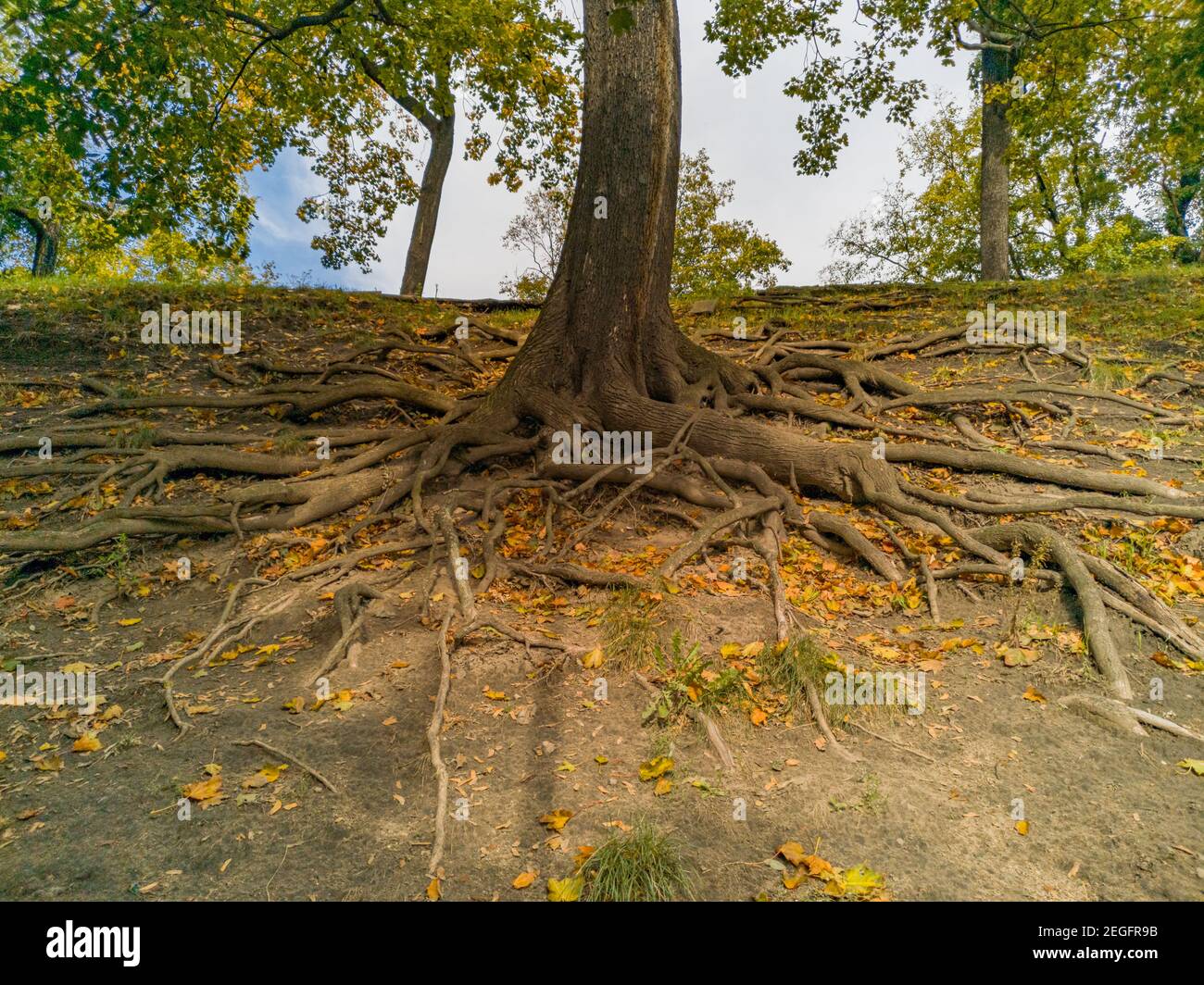 Many tree roots outside the ground in park Stock Photo - Alamy
