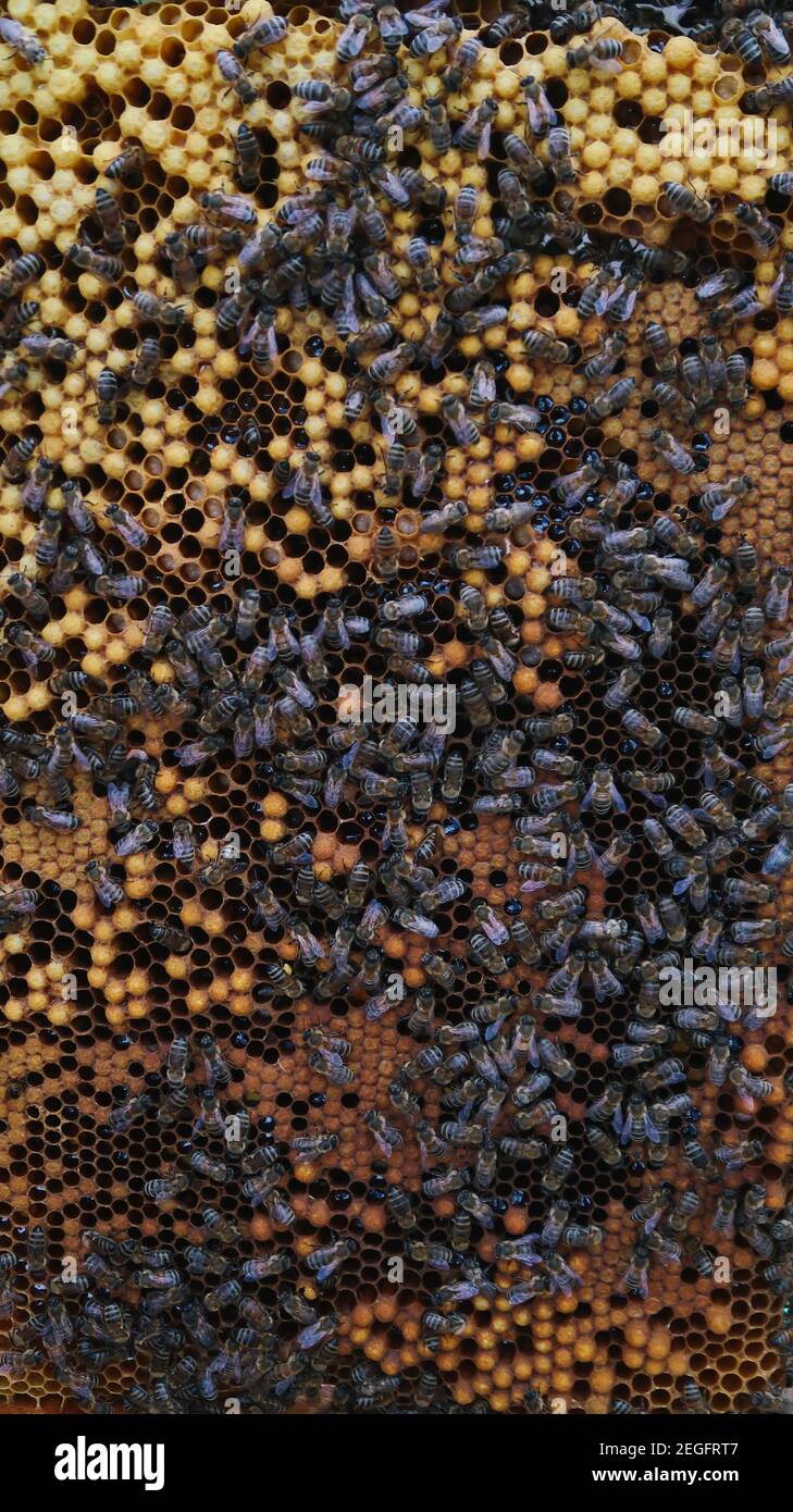 Vertical shot of a honeycomb frame full of bees and pollen Stock Photo ...