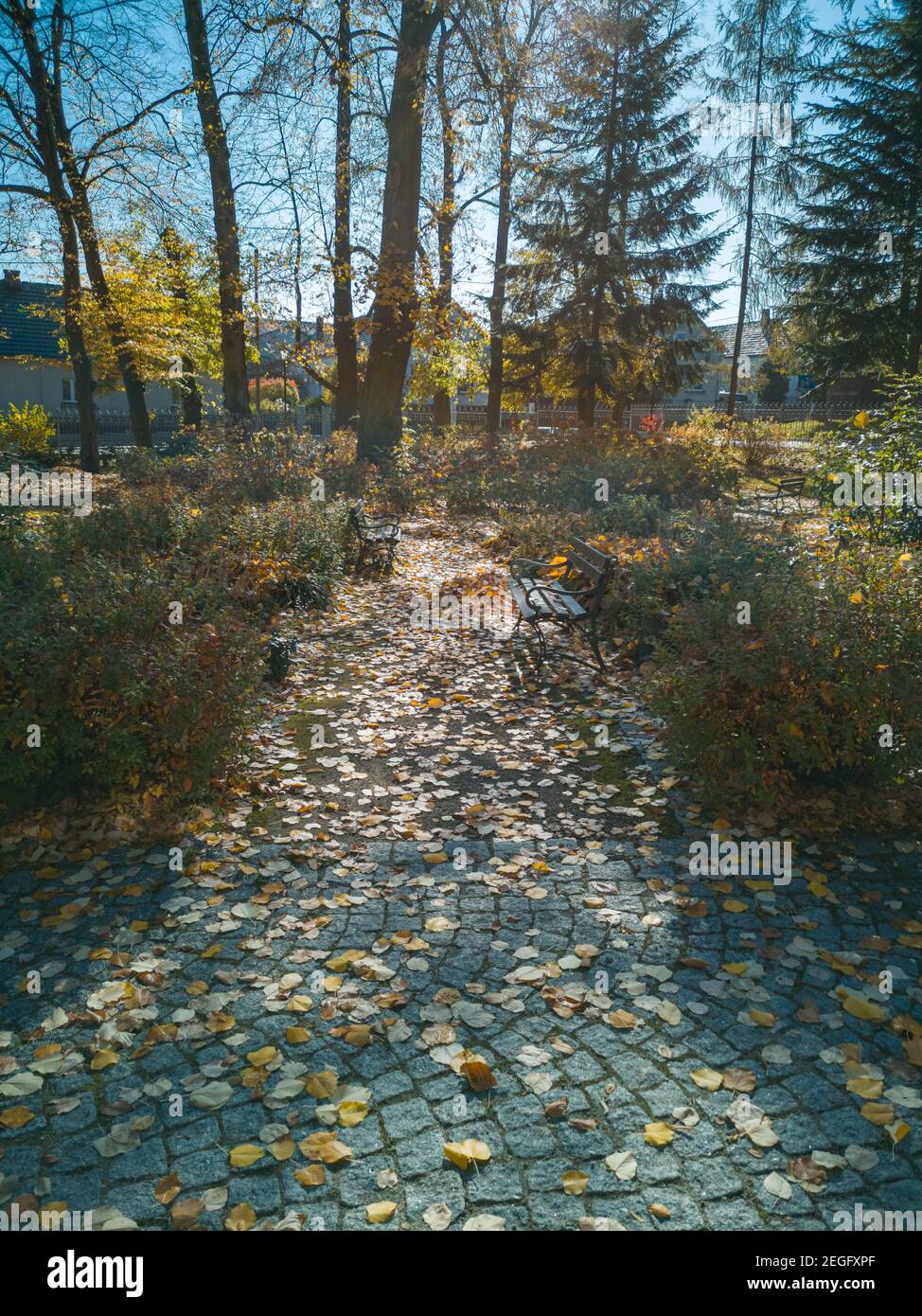 Path in park full of yellow fall leaves with benches on sides Stock ...