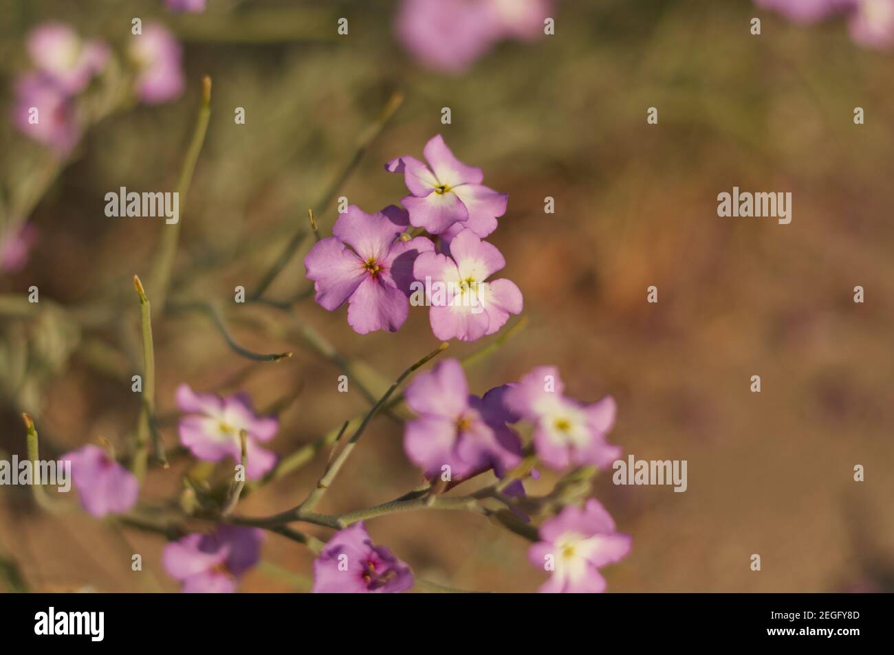 Multiply flower hi-res stock photography and images - Alamy