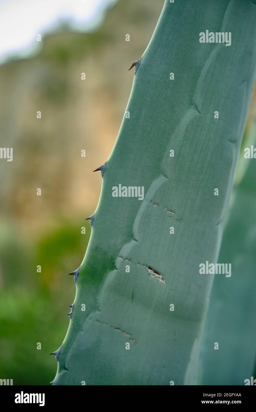 Large aloe vera plant hi-res stock photography and images - Alamy