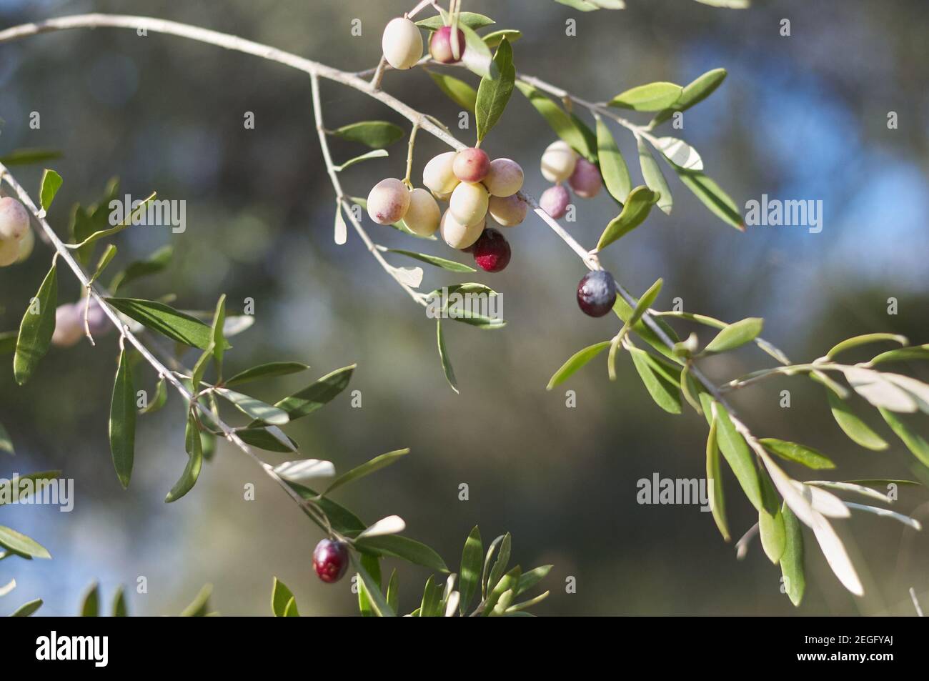a branch of the olive tree Stock Photo - Alamy
