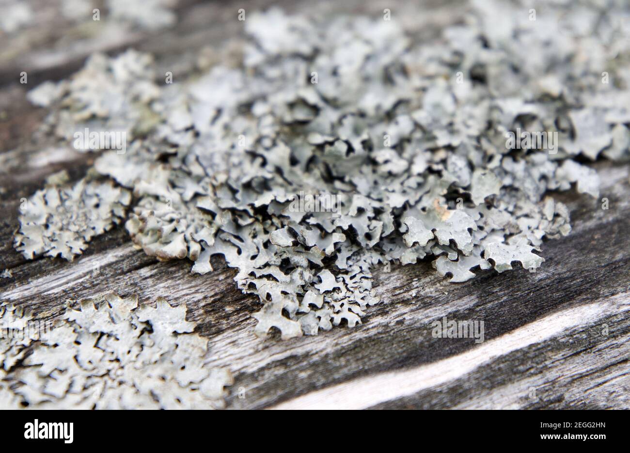 Grey lichen hi-res stock photography and images - Alamy