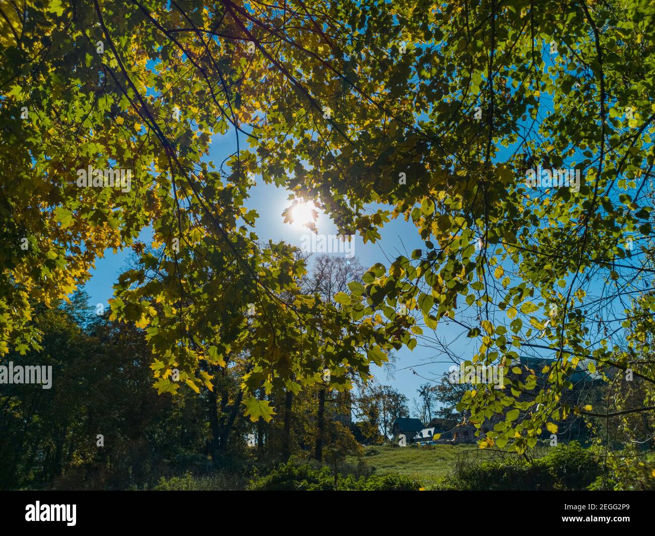 Upward view fall tree hi-res stock photography and images - Alamy