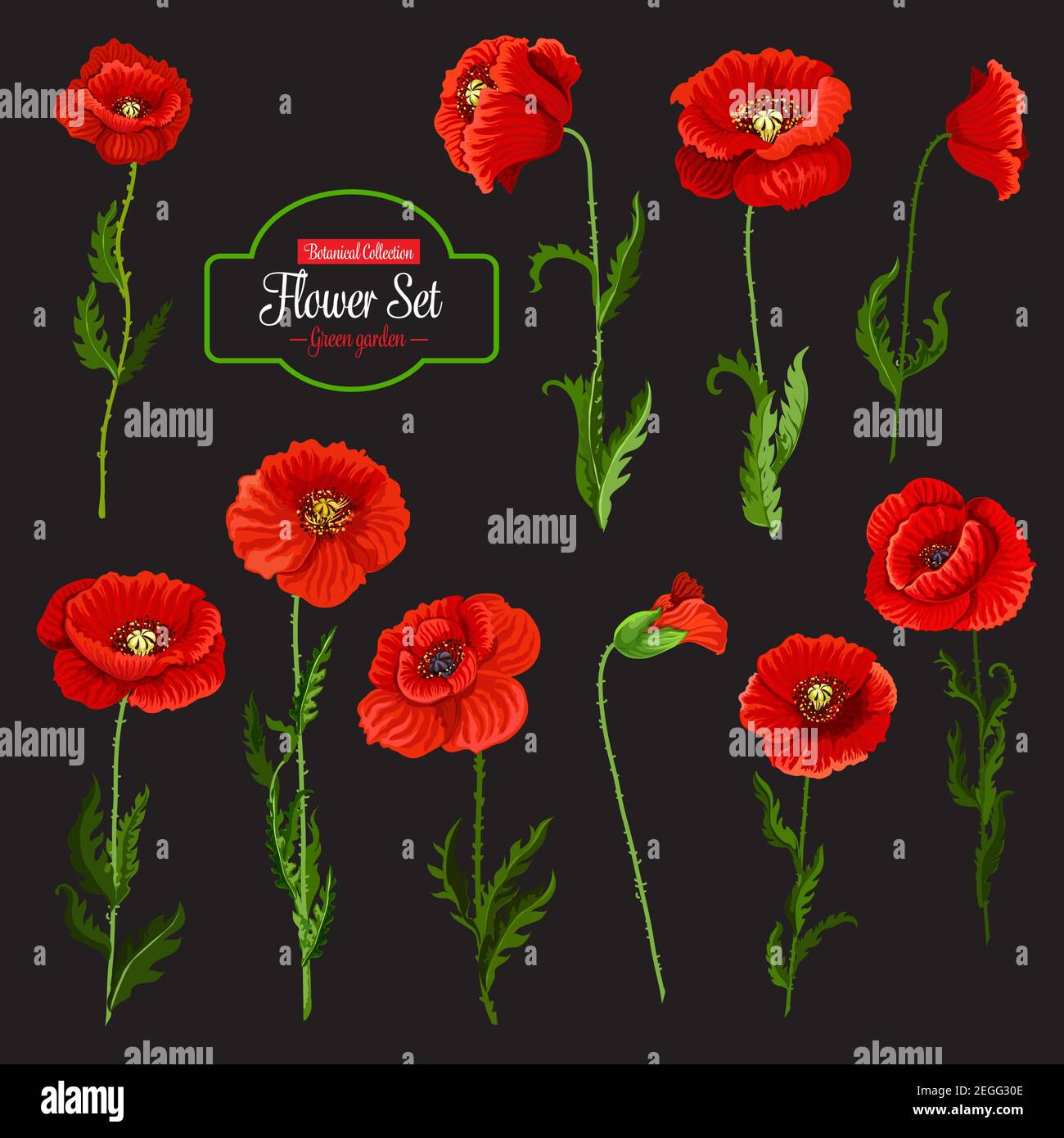 Green poppy bud floral Stock Vector Images - Alamy
