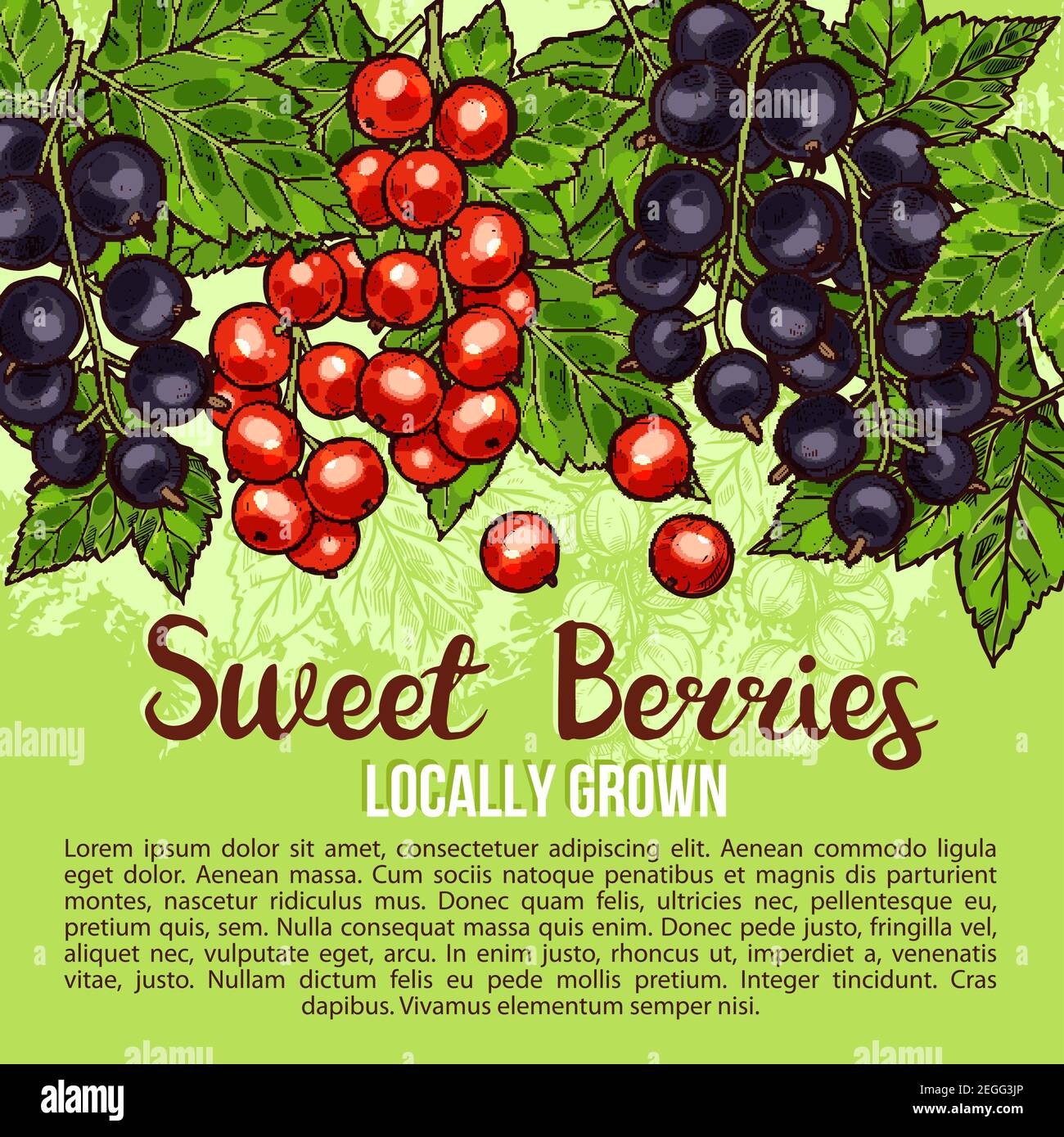Sweet berries and fresh organic berry fruits sketch poster of farm ...