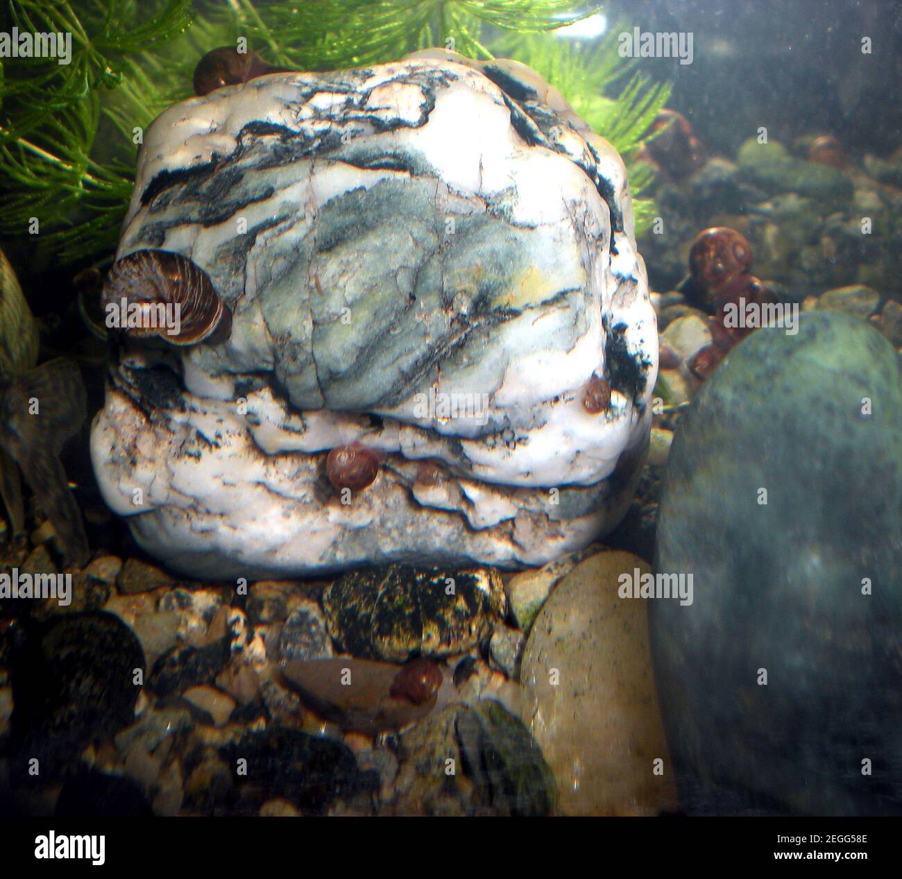 Snails On The Rock High Resolution Stock Photography and Images - Alamy