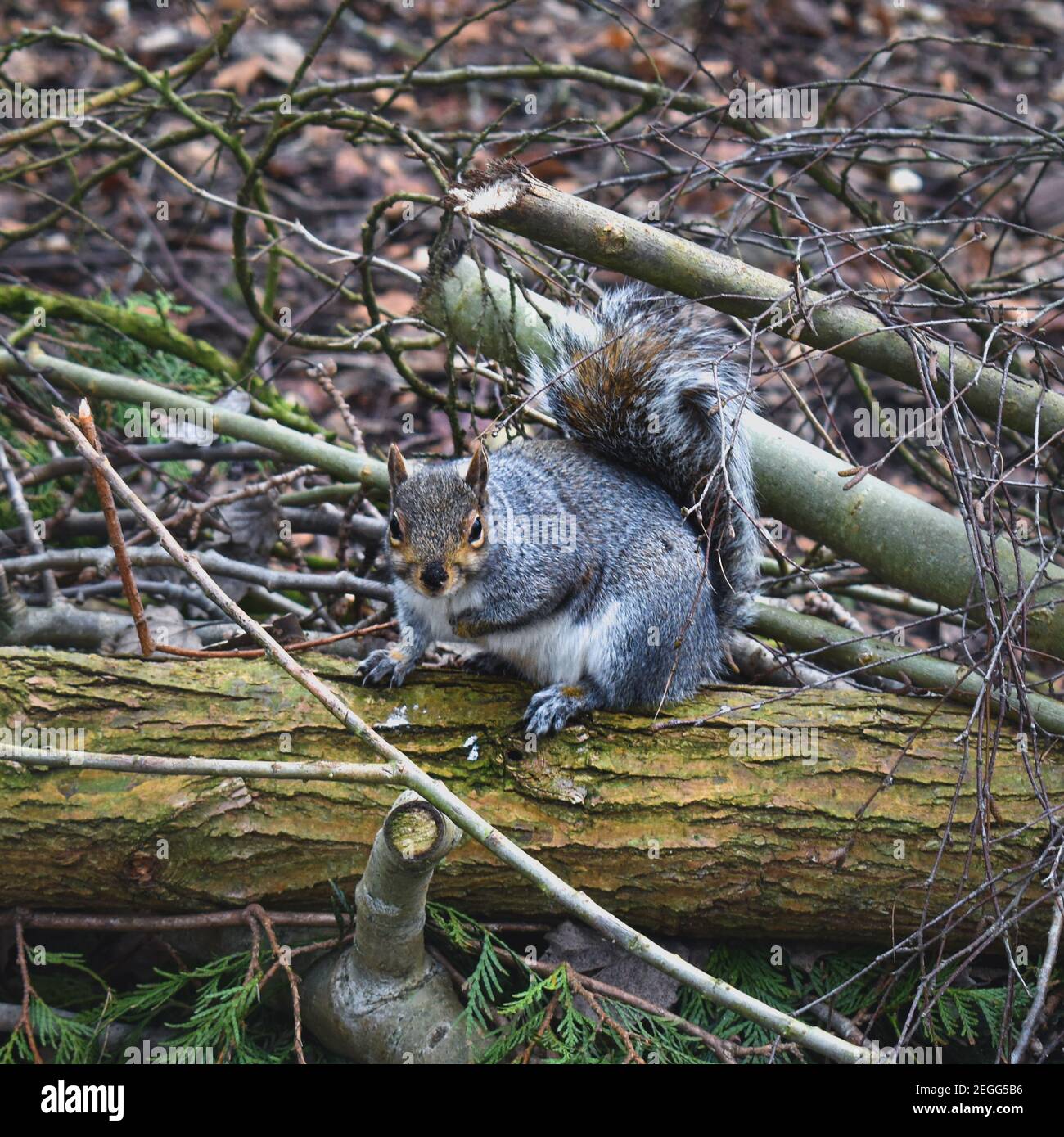 Squirrel stops to pose Stock Photo - Alamy