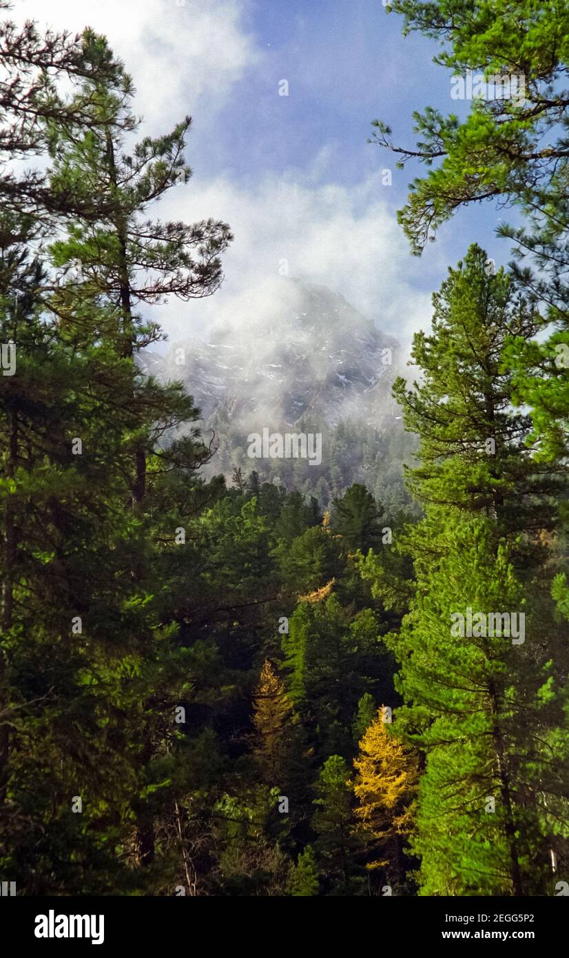 A pine tree in the woods. A large conifer Stock Photo - Alamy