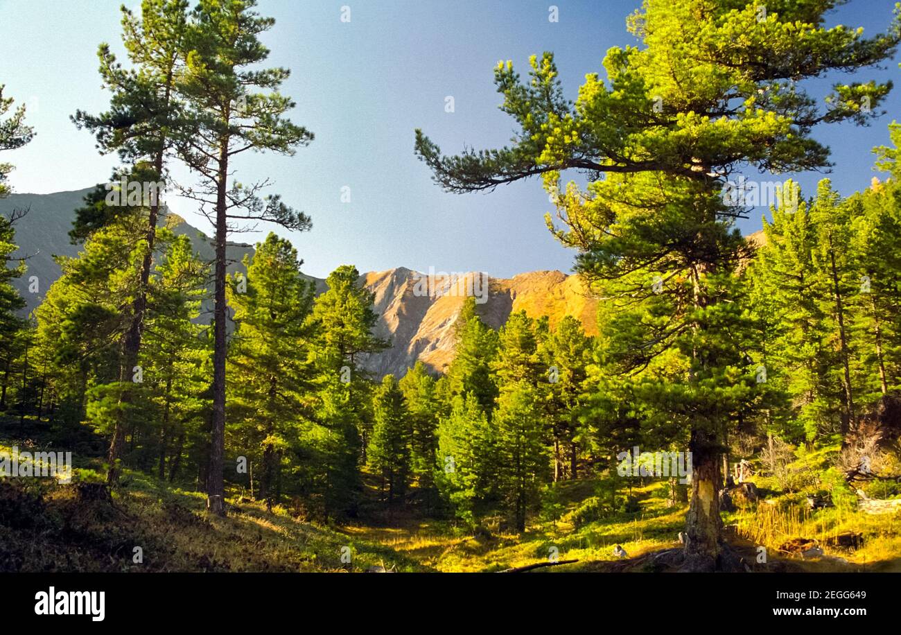 Gnarled cedar tree hi-res stock photography and images - Alamy