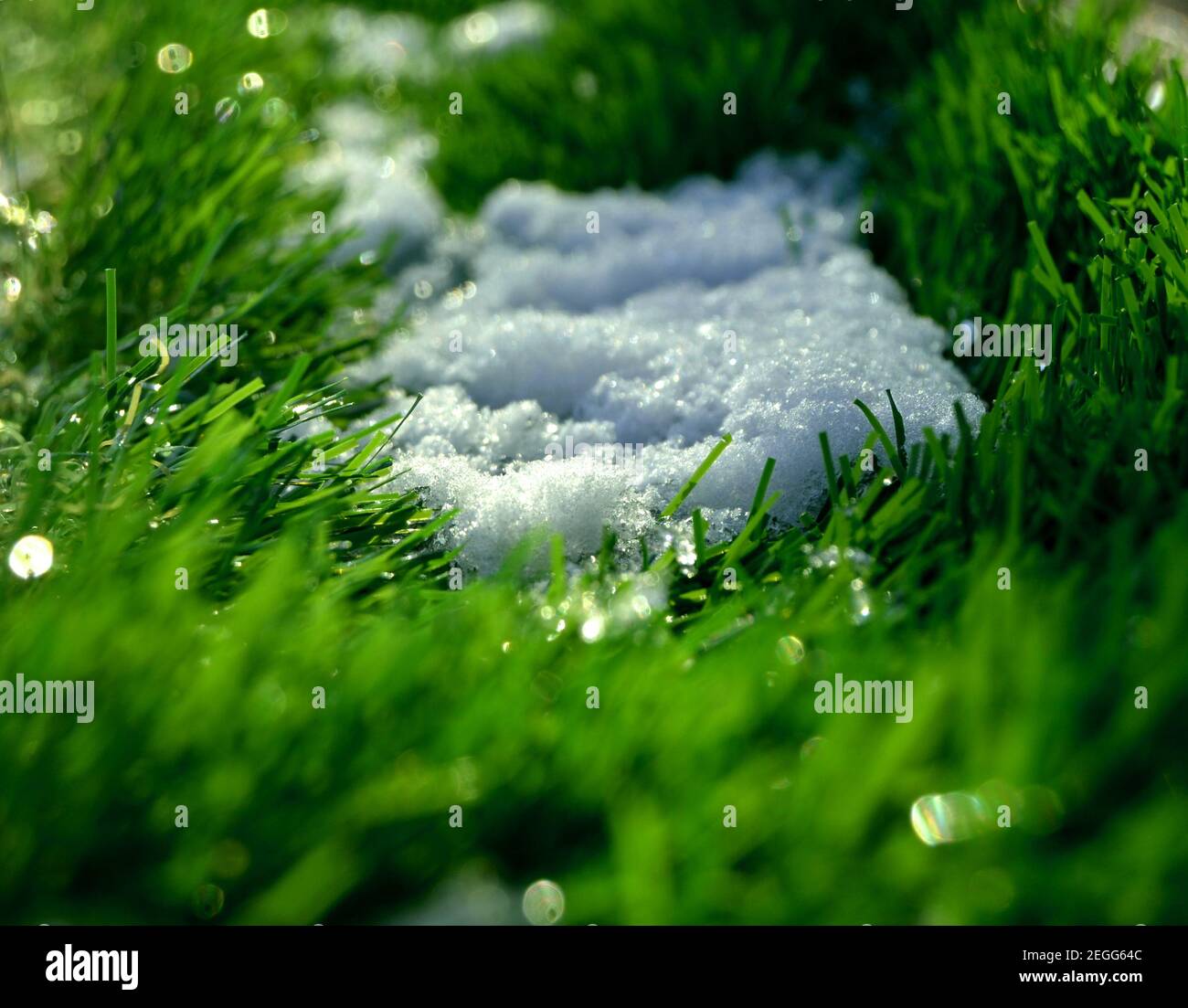 Growing through lawn hi-res stock photography and images - Alamy