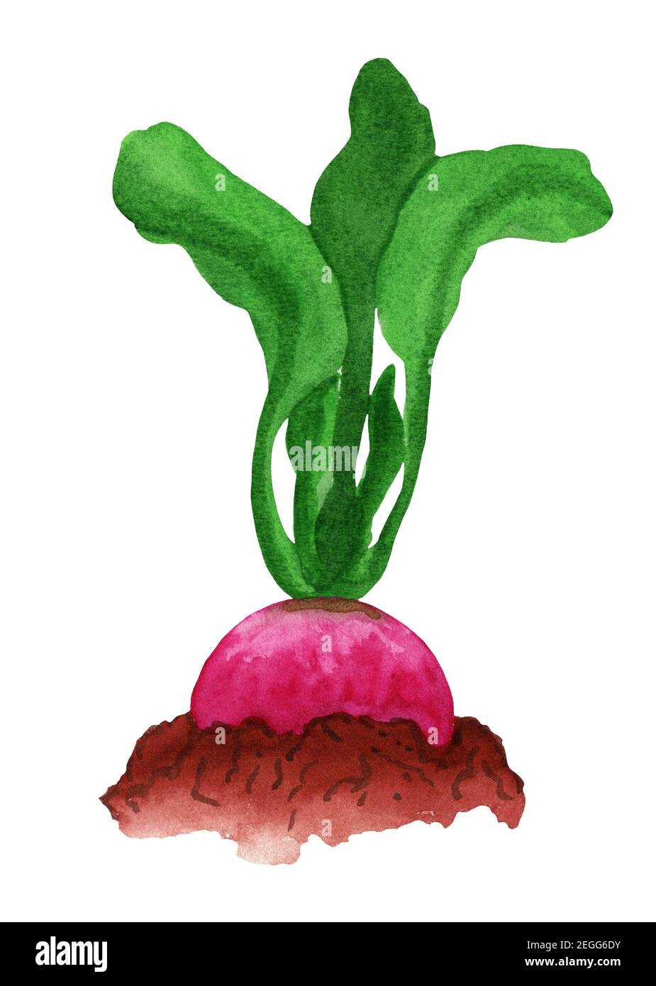 Watercolor beetroot in the ground, side view Stock Photo - Alamy