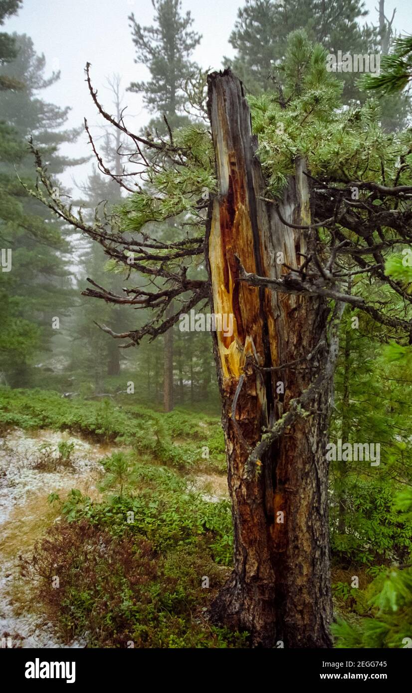 Broken pine tree. Pine broke and fell Stock Photo - Alamy