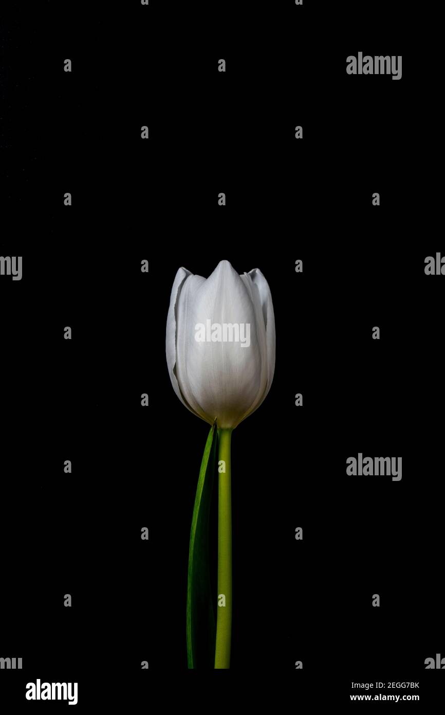 Single crisp white tulip against a stark black background Stock Photo ...