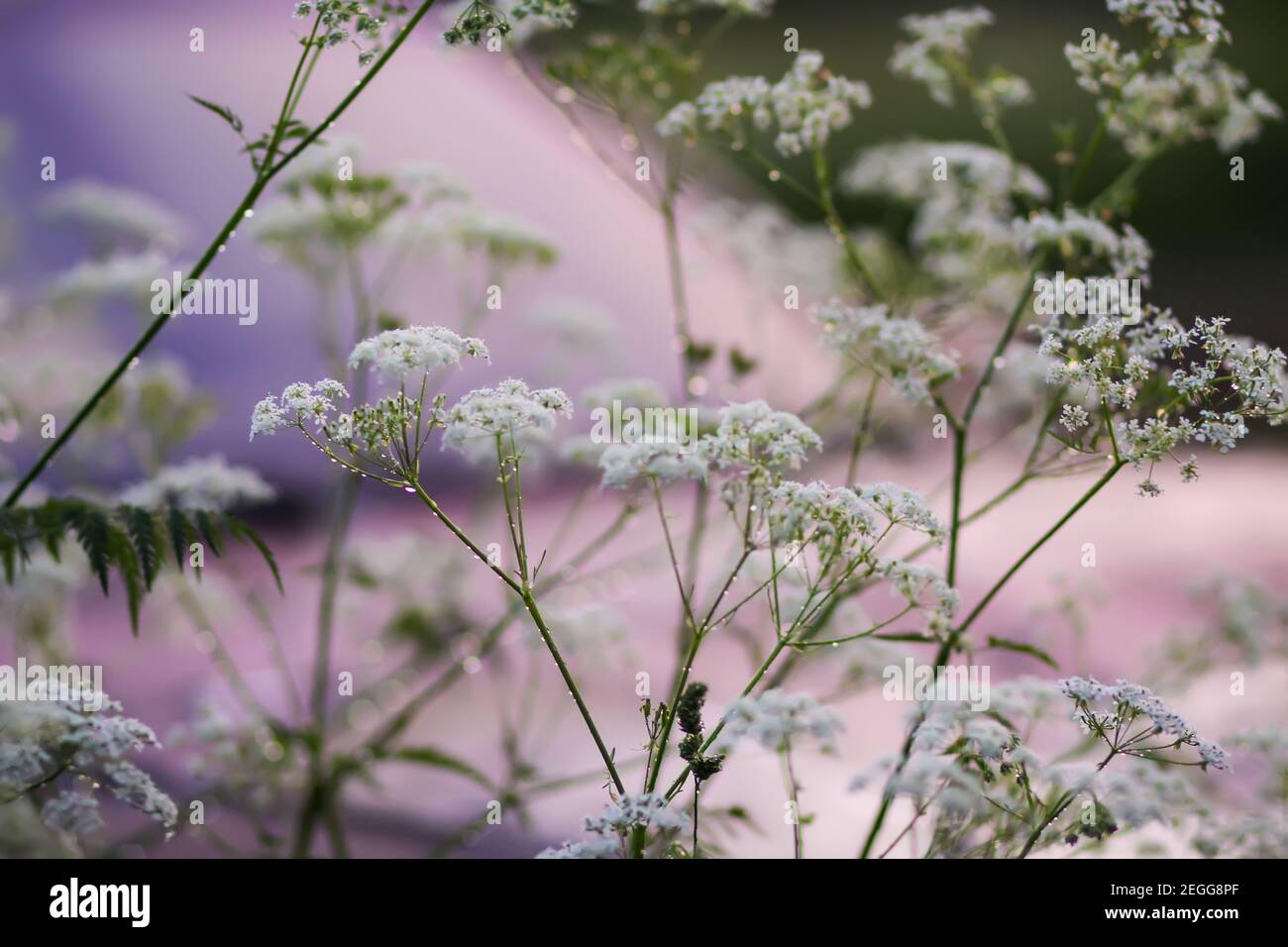 Aegopodium podagraria, bishop's weed plant in bloom. Medical herb Stock ...
