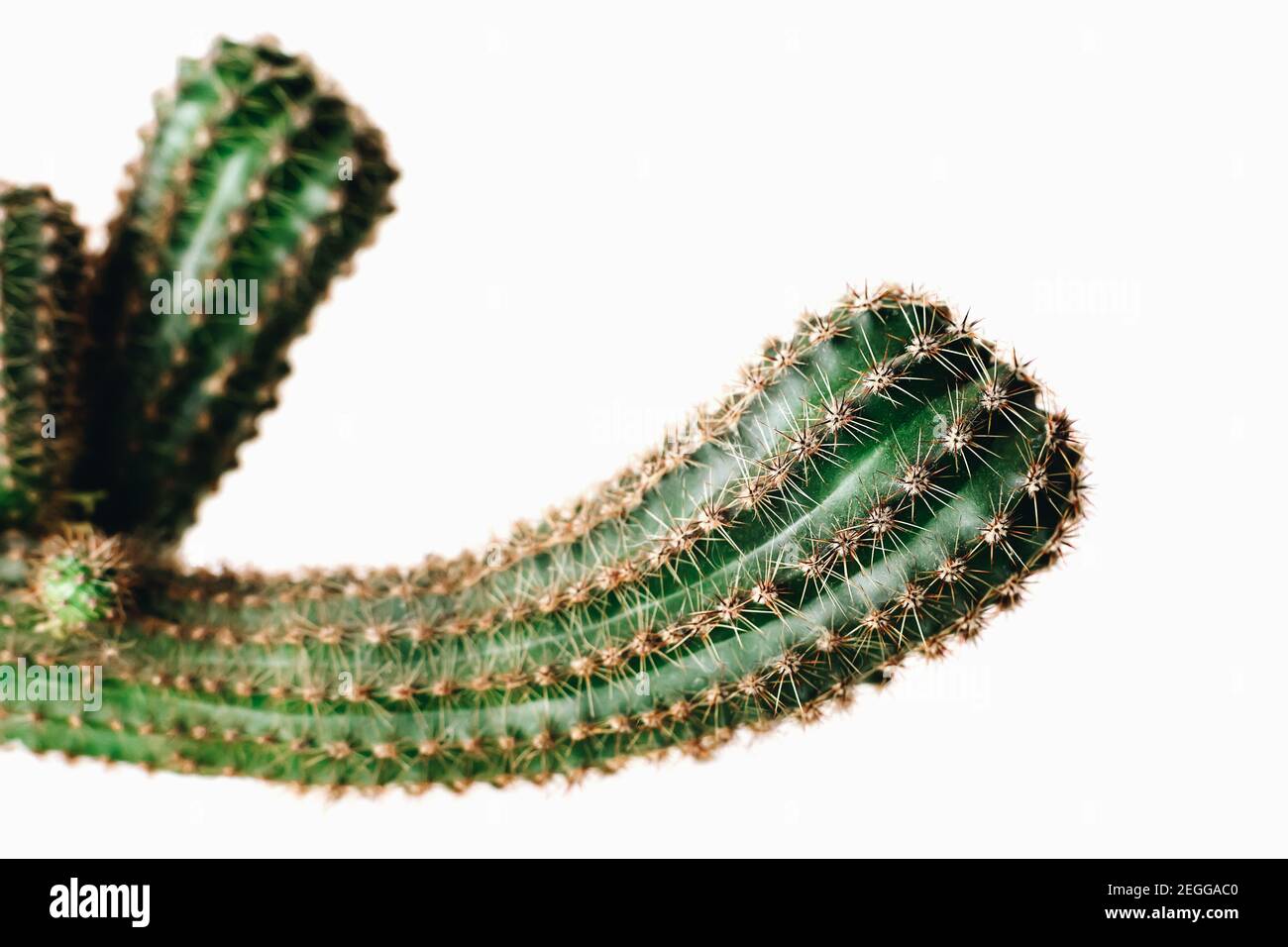 Long needle cactus hi-res stock photography and images - Alamy