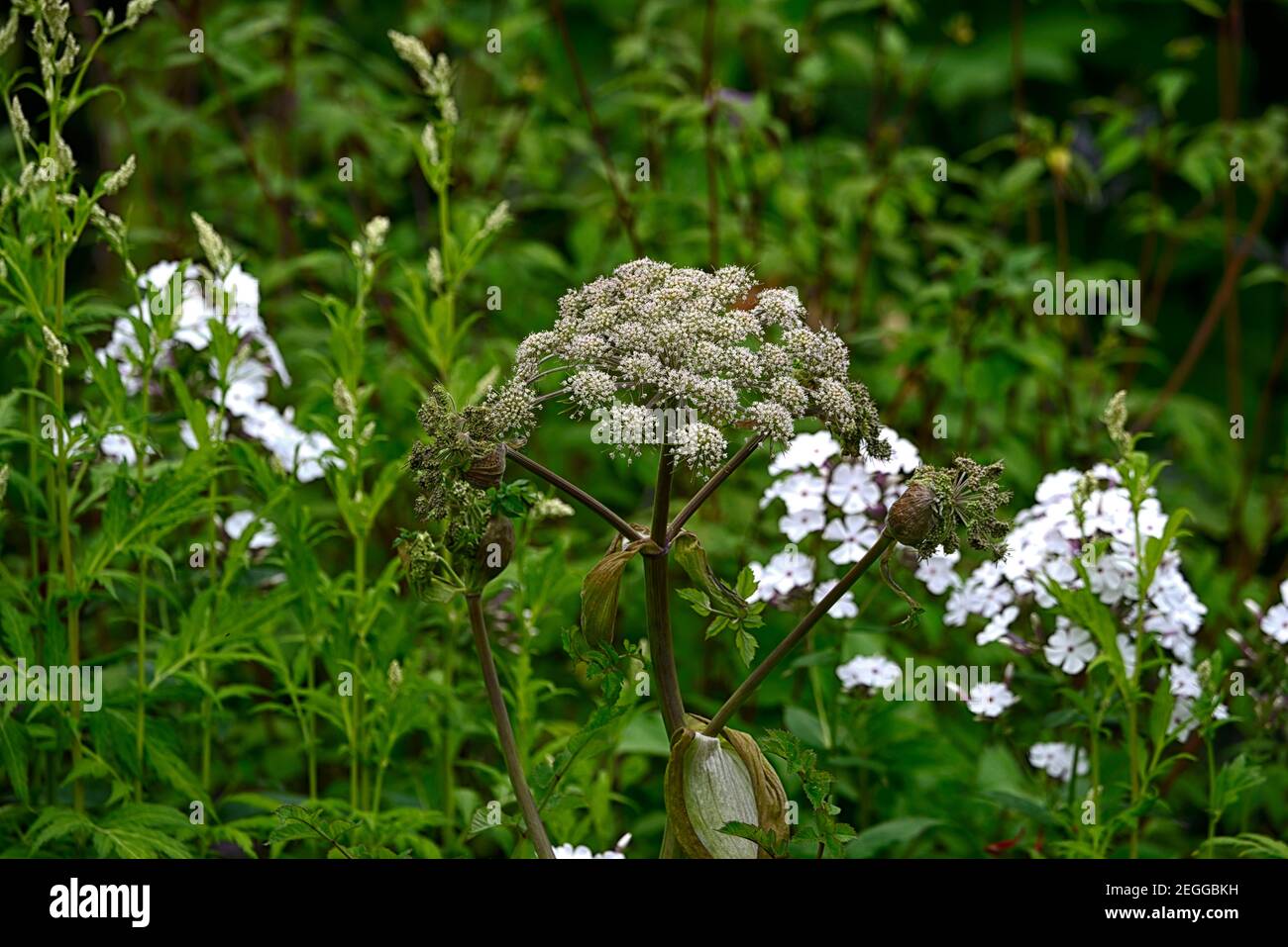 Angelica sylvestris purpurea Vicar’s Mead,Wild angelica,purple stems ...