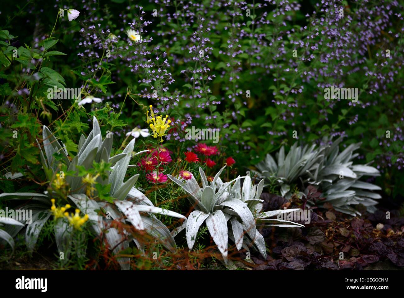 Linaria vulgaris peloria hi-res stock photography and images - Alamy