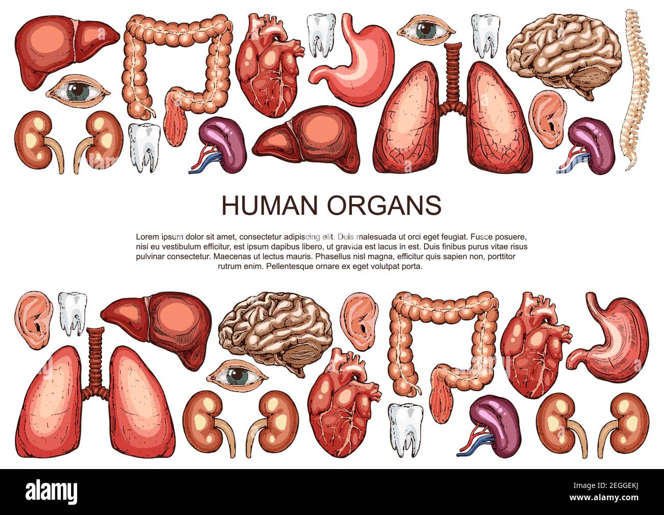 Human body anatomy sketch poster of internal organs of digestive ...