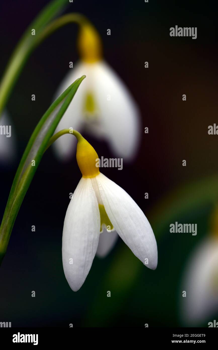 Galanthus bill clark hi-res stock photography and images - Alamy