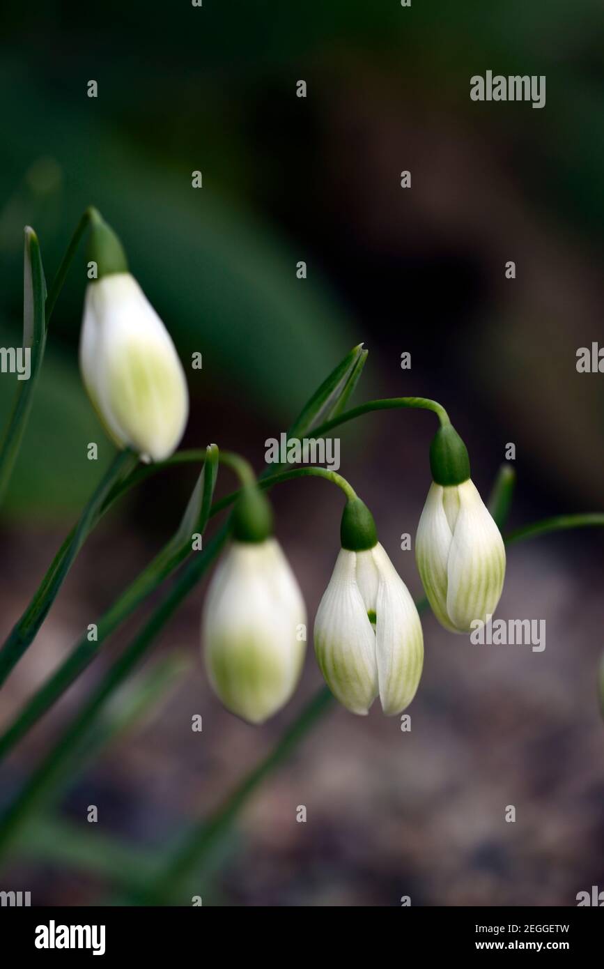 Galanthus cowhouse green’ hi-res stock photography and images - Alamy